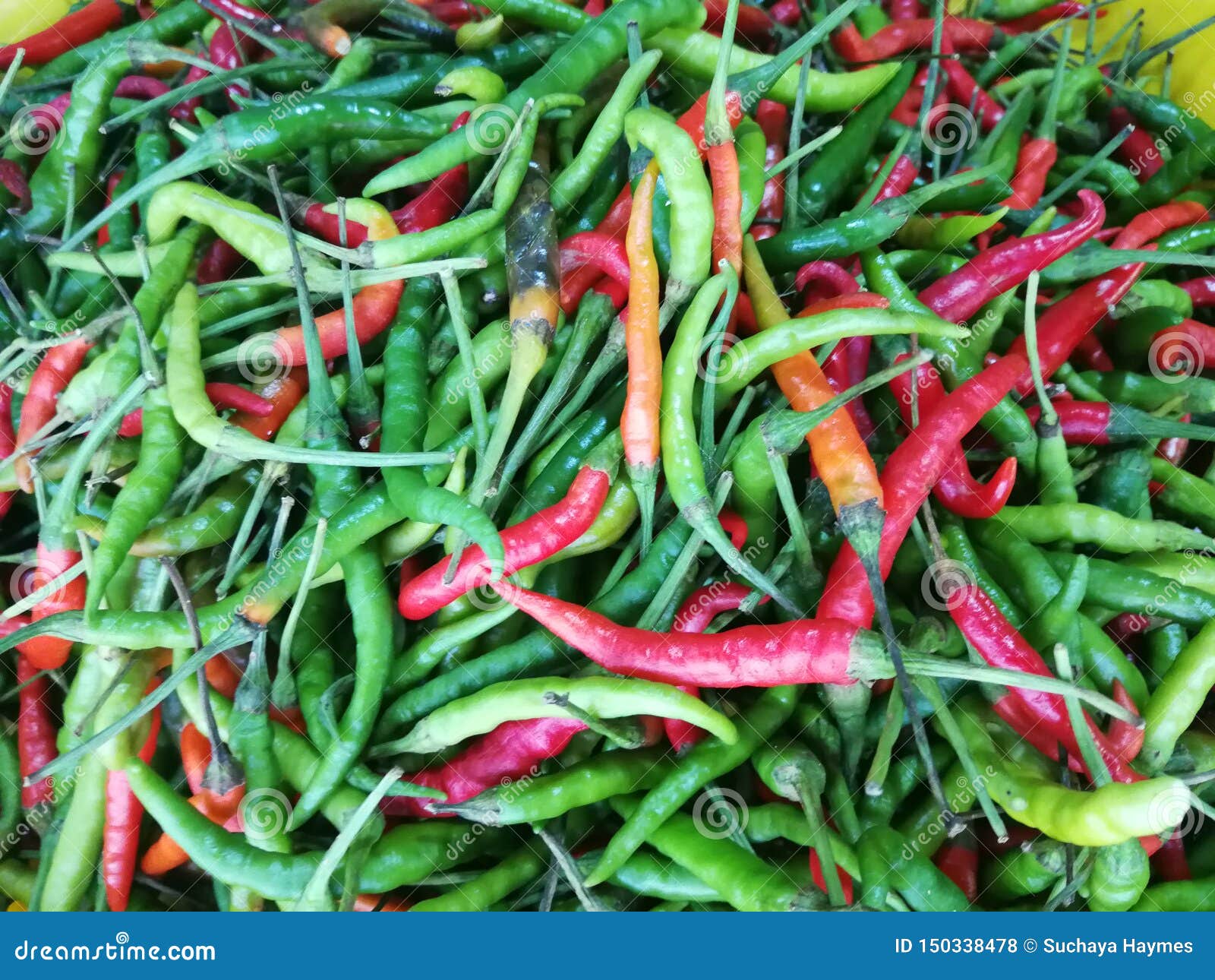 Fresh red and green chilli stock photo. Image of green - 150338478