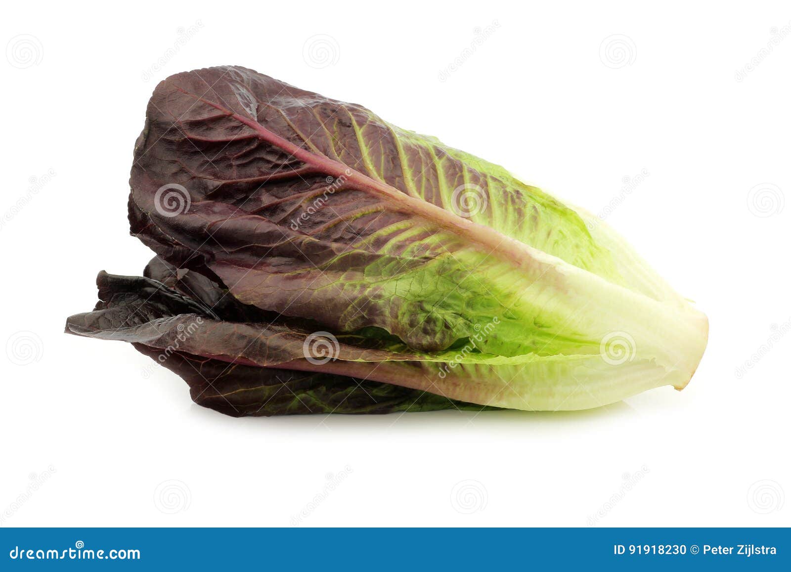 Fresh Red and Green Colored Romaine Lettuce Stock Photo - Image of ...