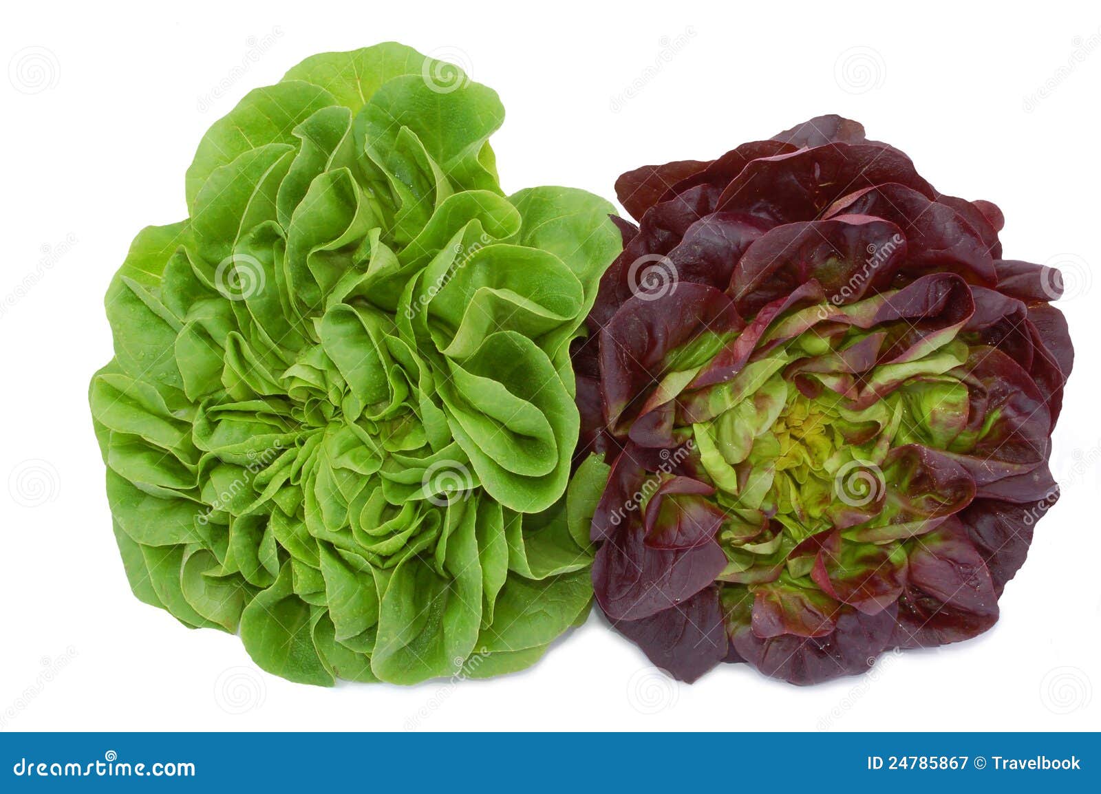 Fresh Red and Green Lettuce Heads Stock Image - Image of healthy ...
