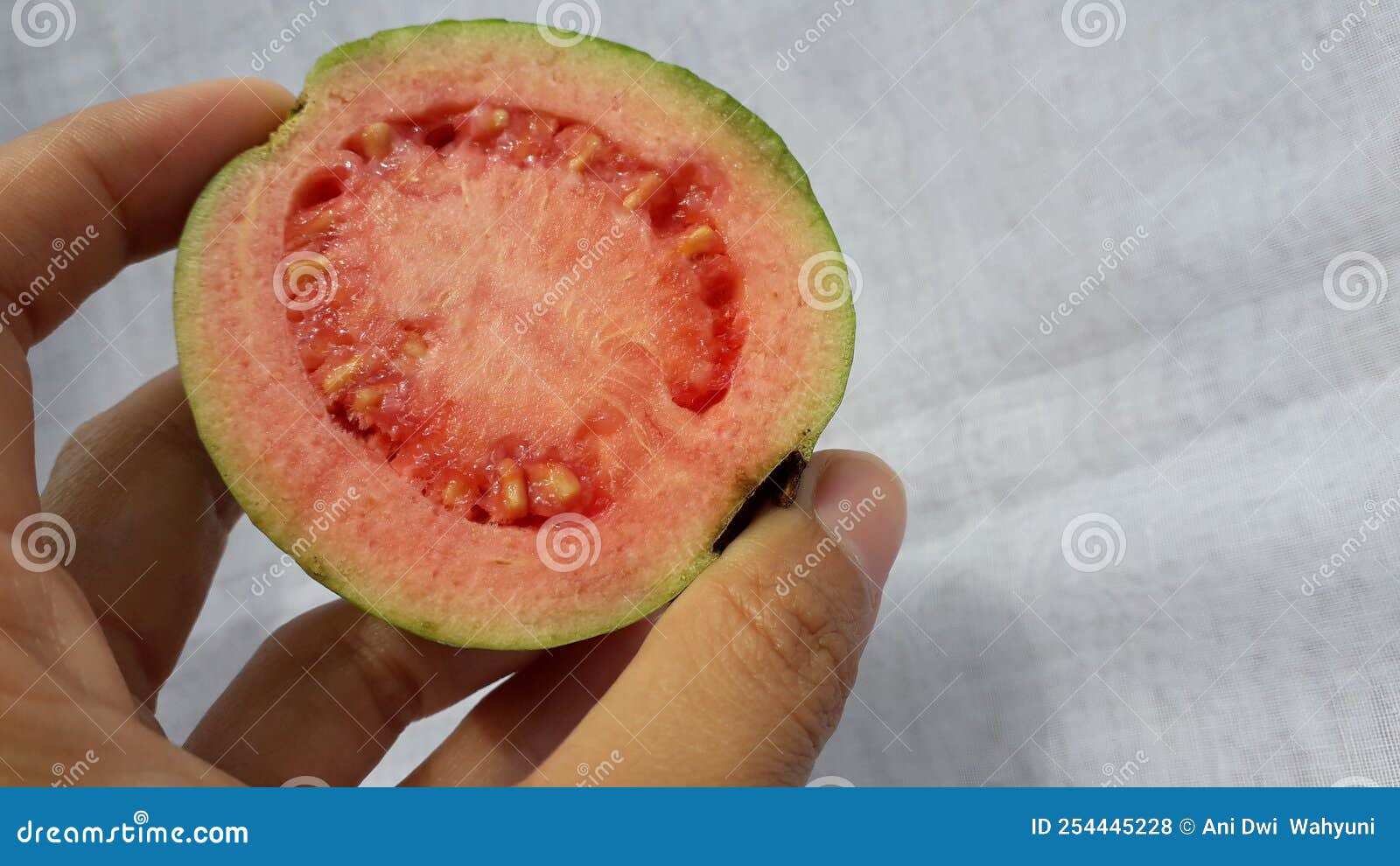 Fresh Red Guava on Hand with White Background Stock Photo - Image of ...