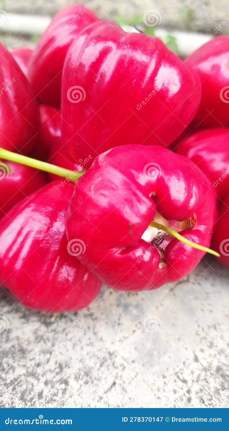 Fresh Red Guava is Ready To Be Sold Stock Image - Image of ready, guava ...