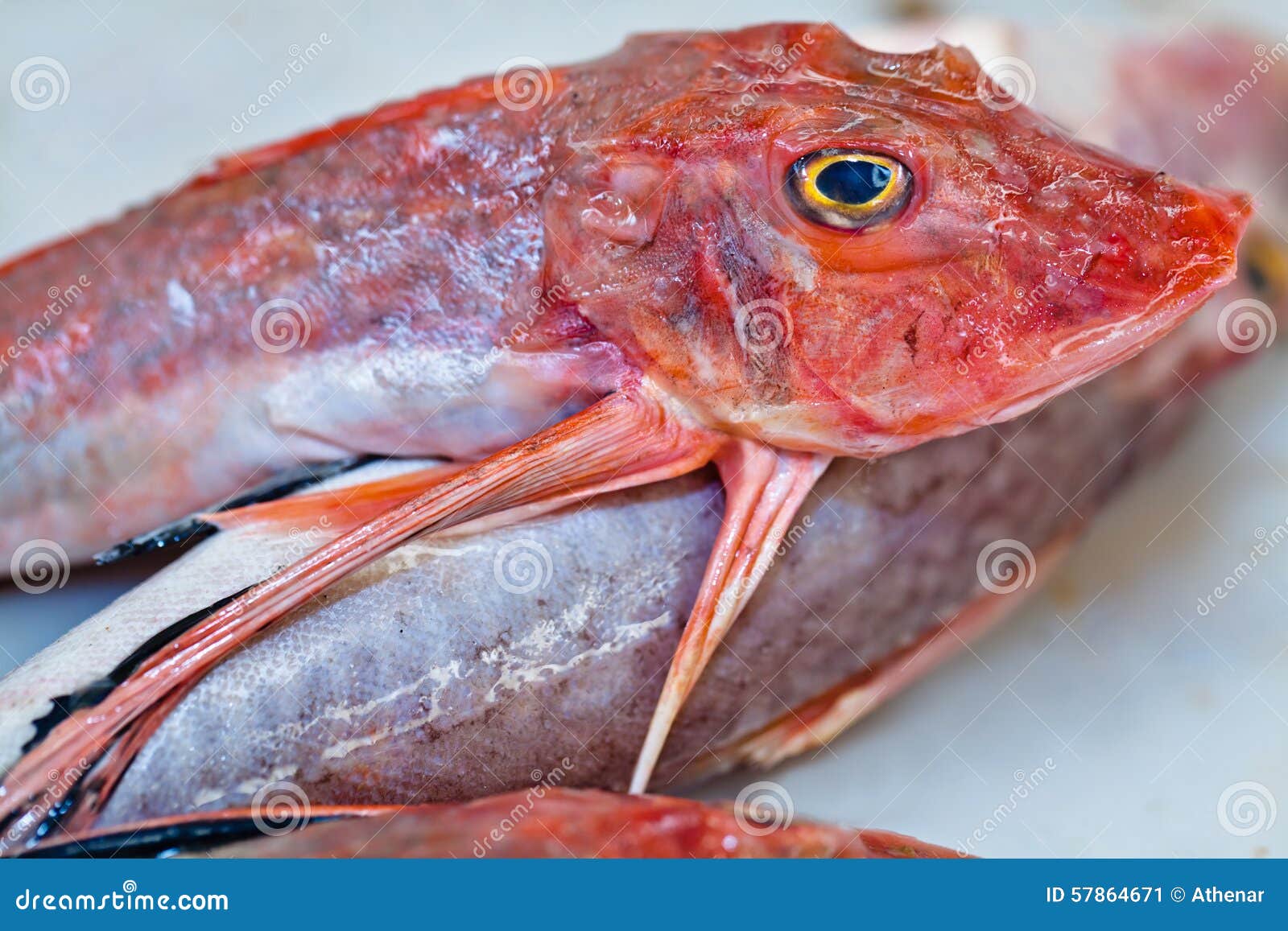 Fresh Red Gurnard Fish stock image. Image of profile - 57864671