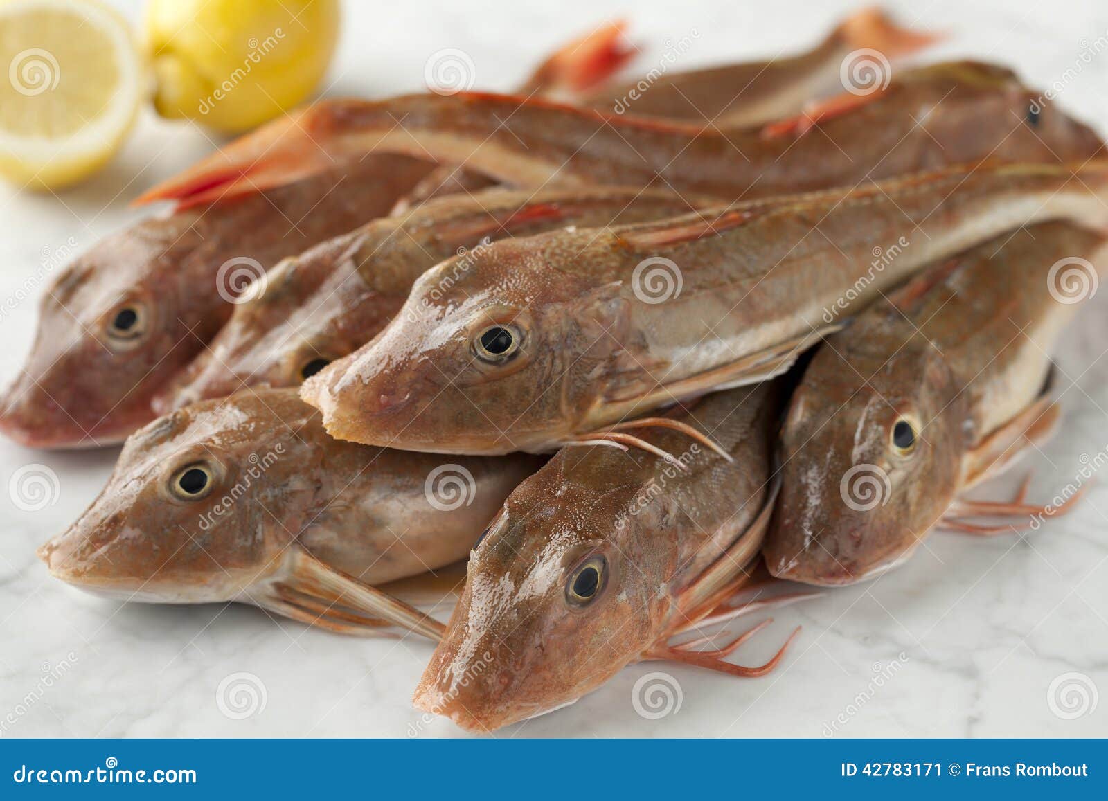 Fresh red gurnard fishes stock image. Image of gurnard - 42783171
