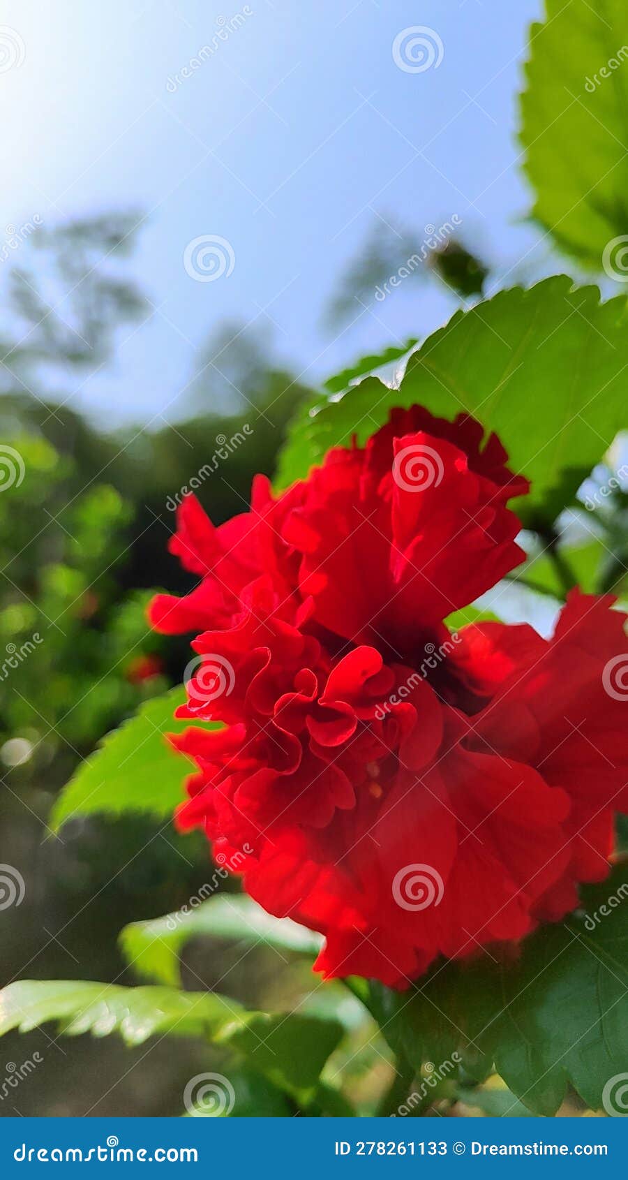 Fresh Red Hibiscus in the Morning Leaves Stock Image - Image of shrub ...