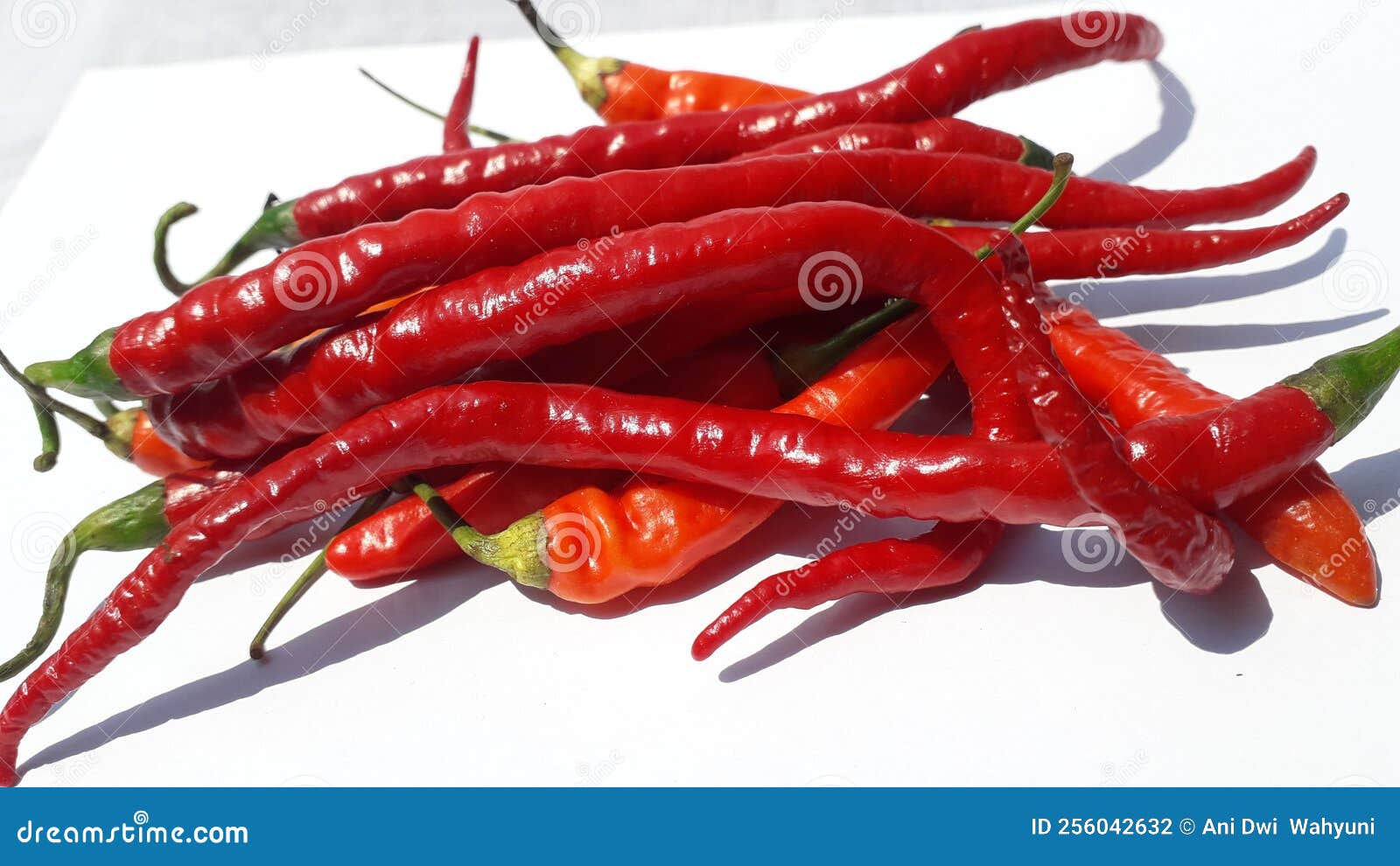 Fresh Red Hot Spicy Chili Isolated on White Background Stock Photo ...