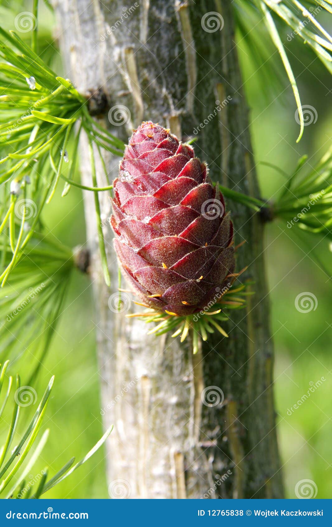 Fresh red larch cone stock photo. Image of branch, twig - 12765838