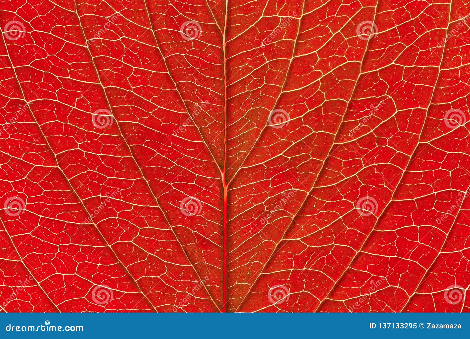 Fresh Red Leaf Texture Macro Close-up by Fall Stock Image - Image of ...