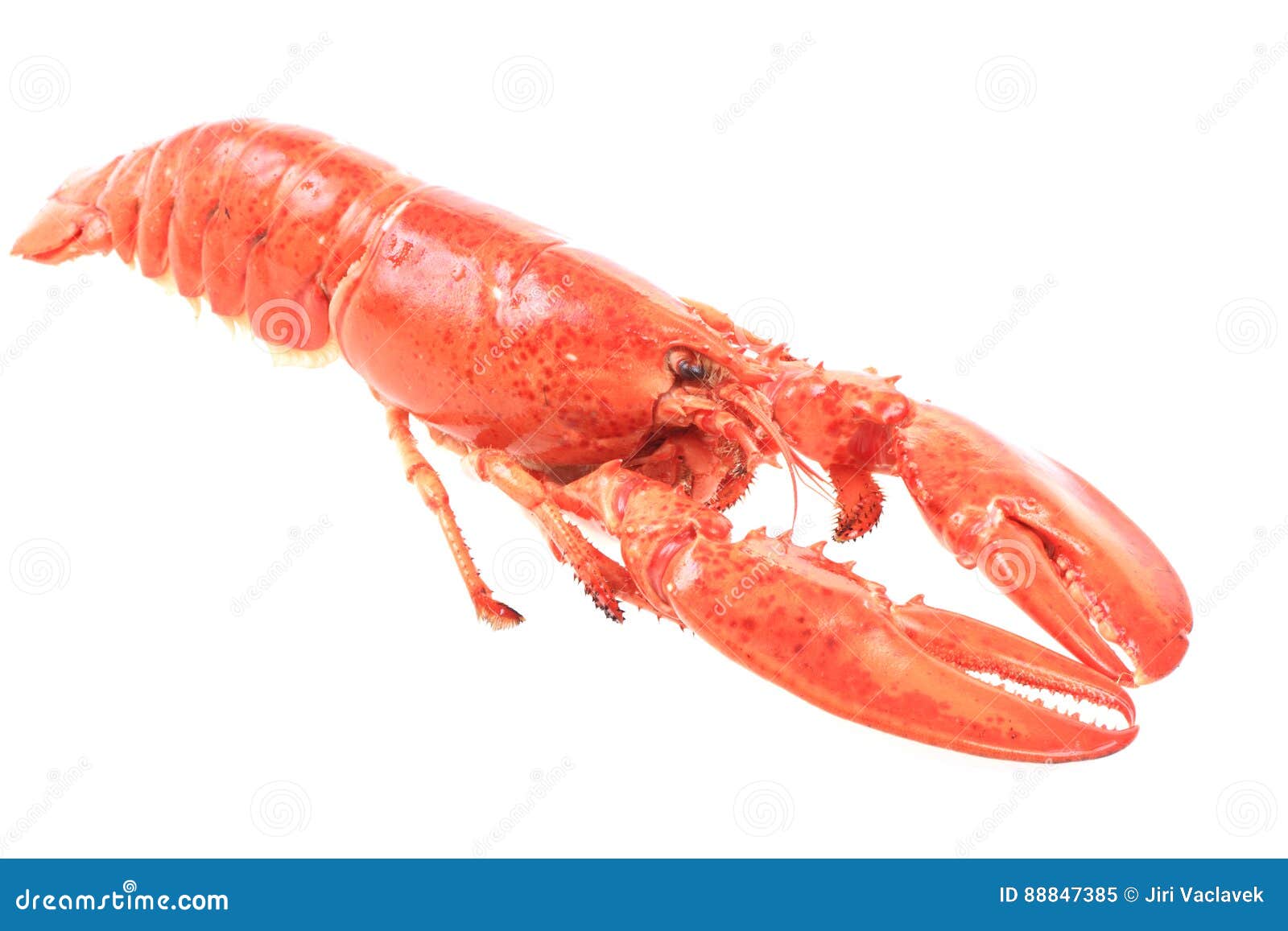 Fresh red lobster stock image. Image of studio, boiled - 88847385