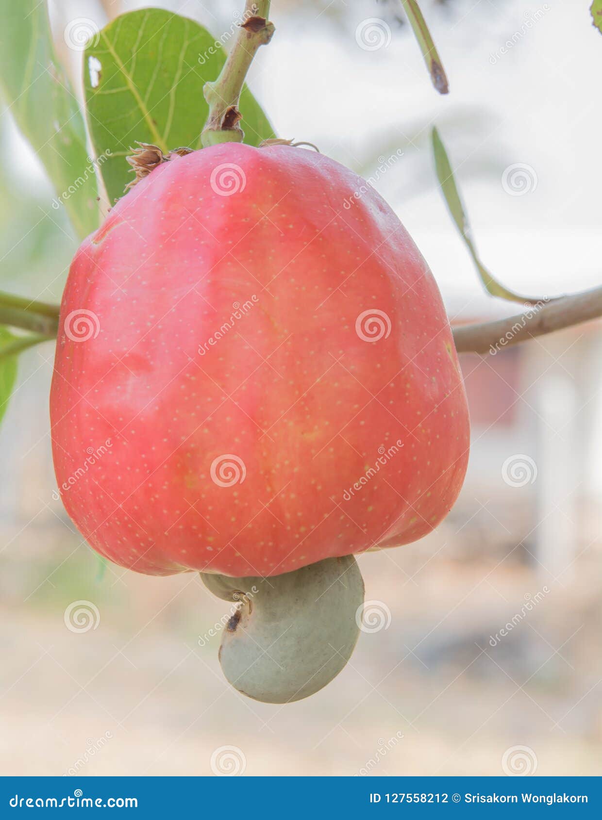 Fresh Red Mango on the Tree Stock Photo - Image of apple, farming ...