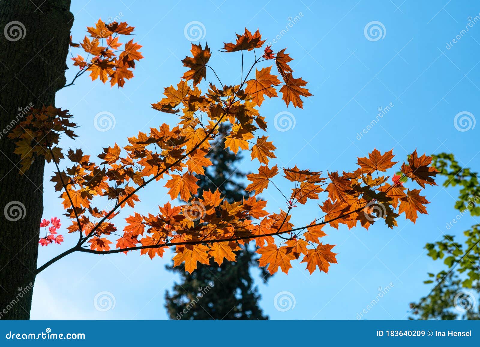 Fresh Red Maple Leaves with Backlight Stock Image - Image of leaf ...