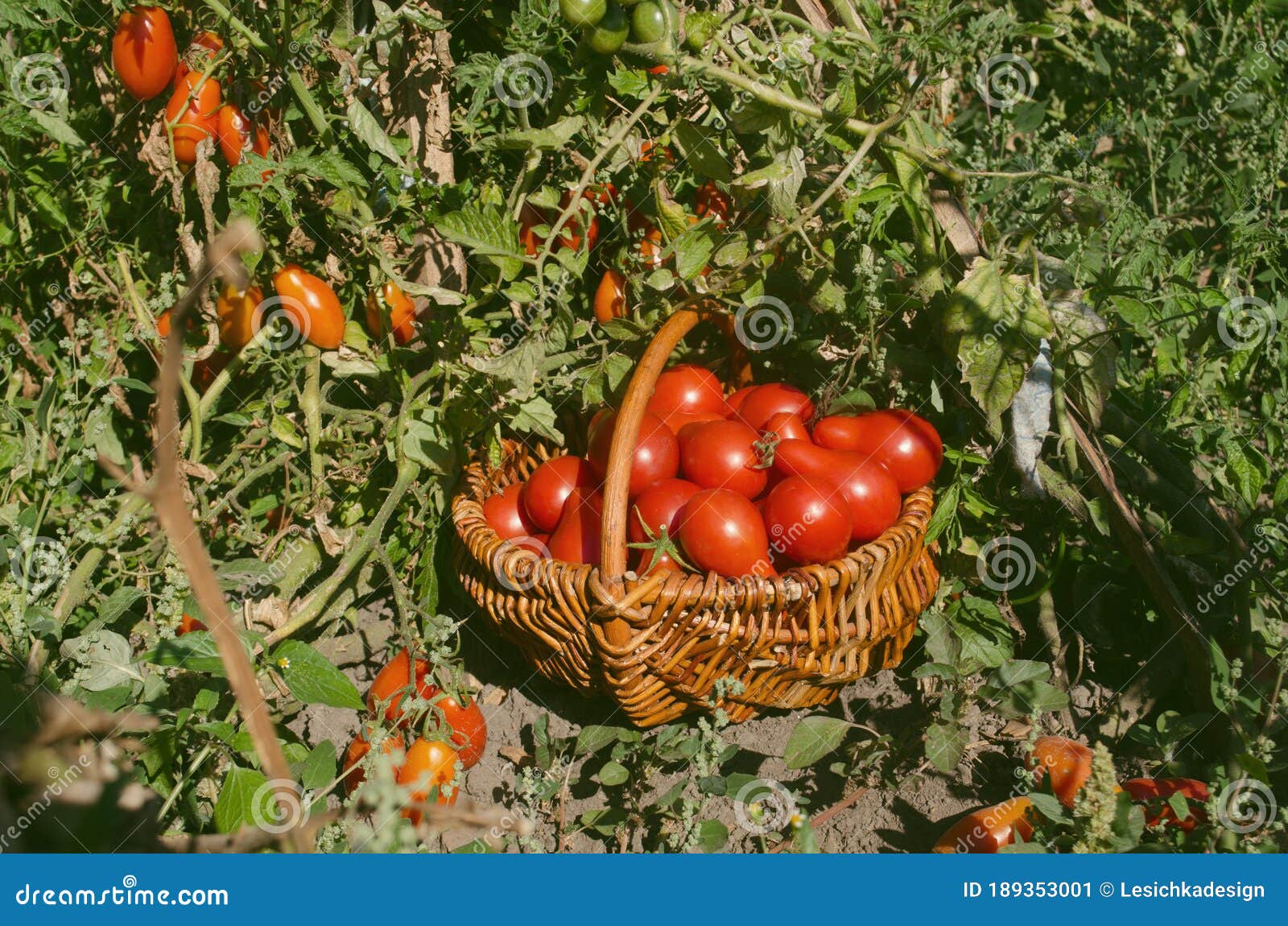 Fresh Red Mini Pear Tomatoes. Harvested Pear Tomatoes Stock Image ...