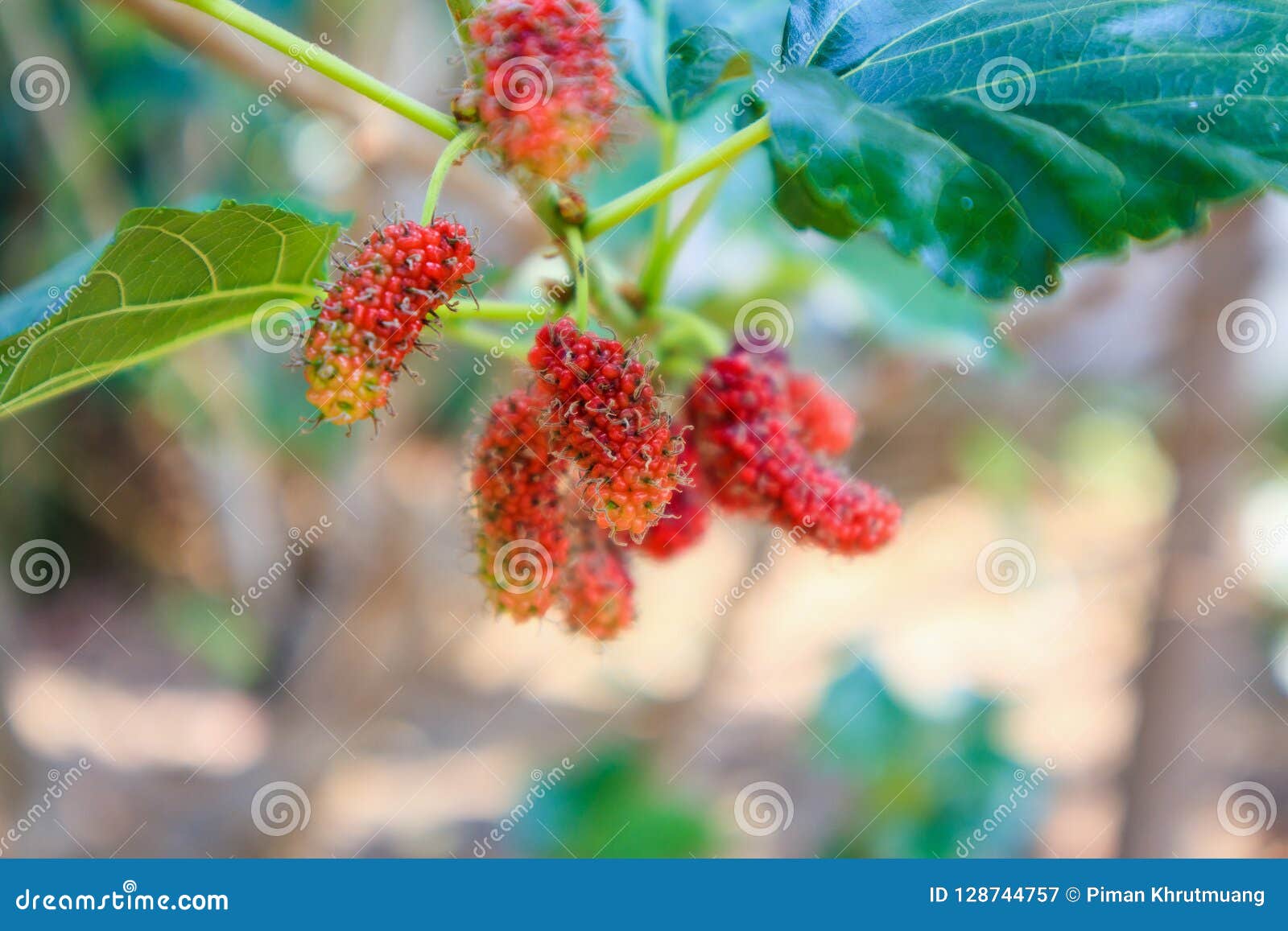 Red Mulberry Fruits on Tree Branch Stock Image - Image of bush, dark ...