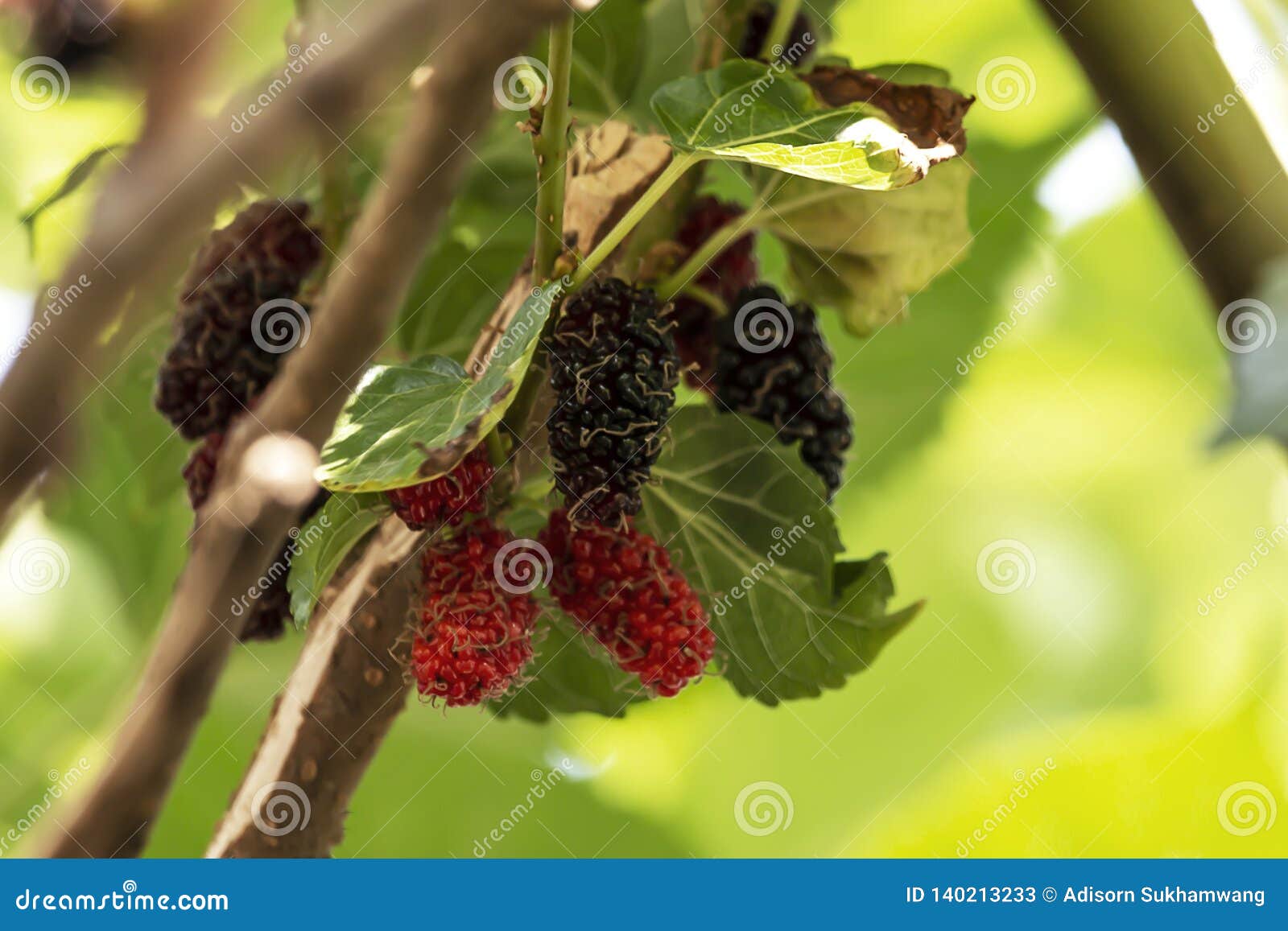 Red Mulberry Tree Stock Photos - Download 3,664 Royalty Free Photos