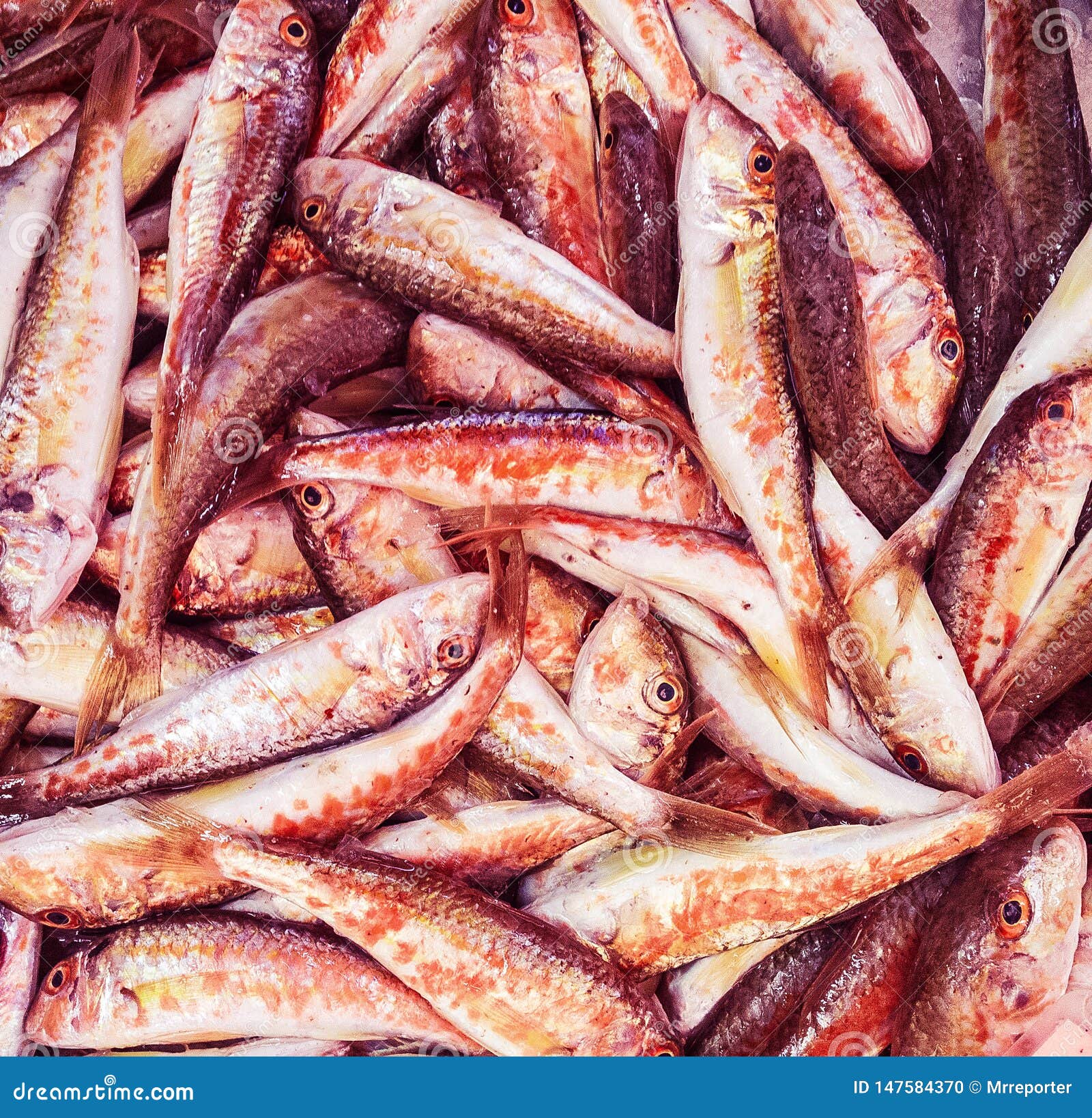 Mullet Roe In Production Process Royalty-Free Stock Photo ...