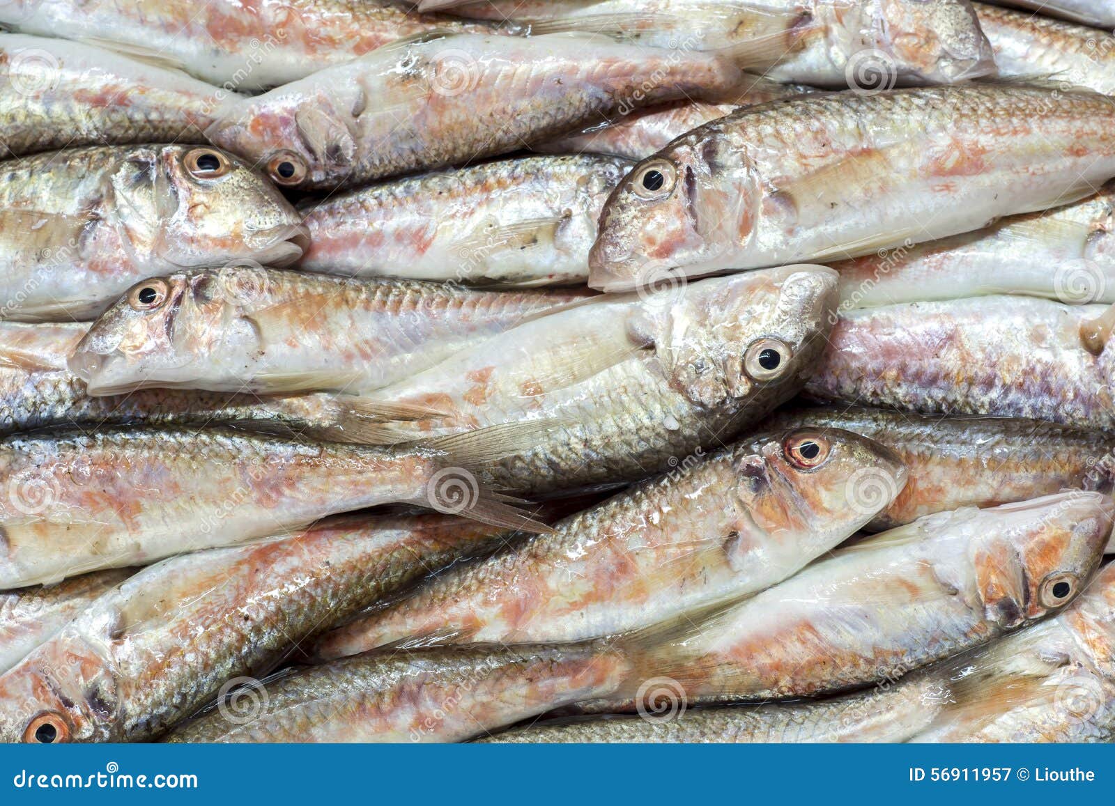 Fresh Red Mullets Background Stock Image - Image of goatfish ...