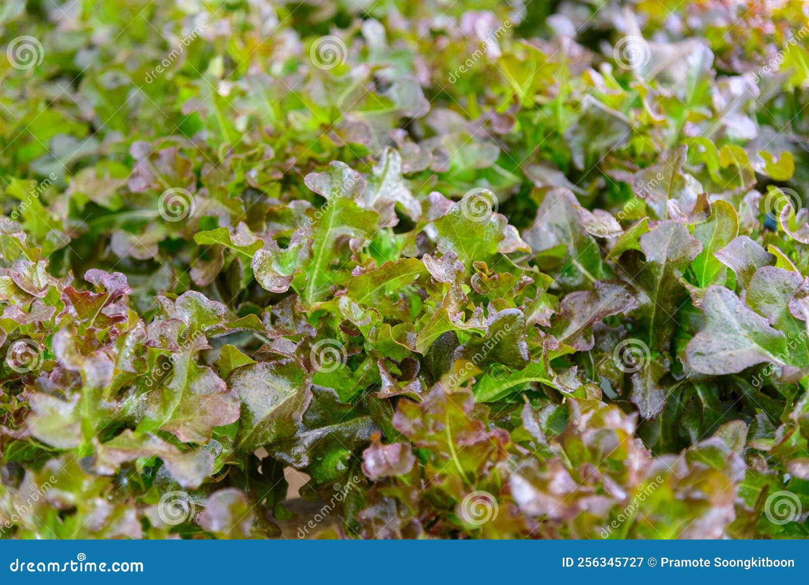 Fresh Red Oak Lettuce in Hydroponics System Pipe Stock Image - Image of ...
