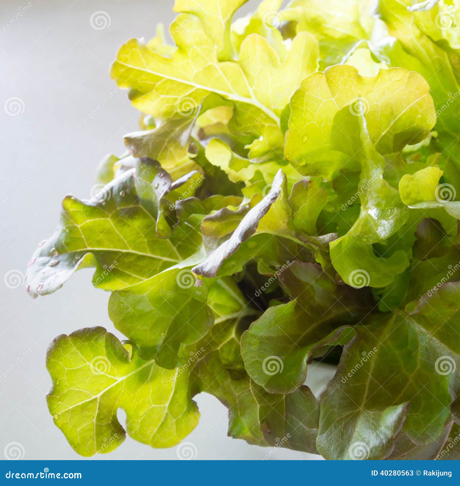 Fresh red oak lettuce stock image. Image of looseleaf - 40280563