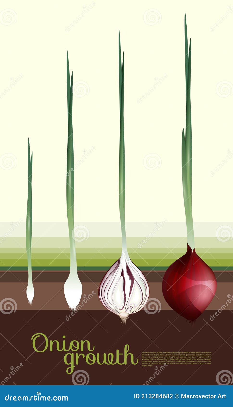 Onion Growth Infographics. Royalty-Free Illustration | CartoonDealer ...
