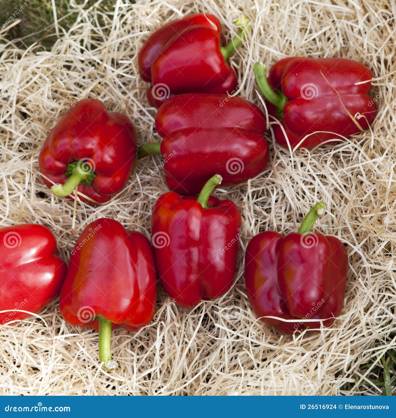 Fresh red peppers stock photo. Image of closeup, grow - 26516924
