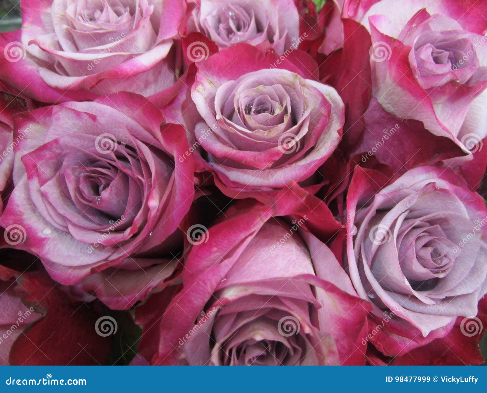 Fresh red and purple roses stock image. Image of fresh - 98477999