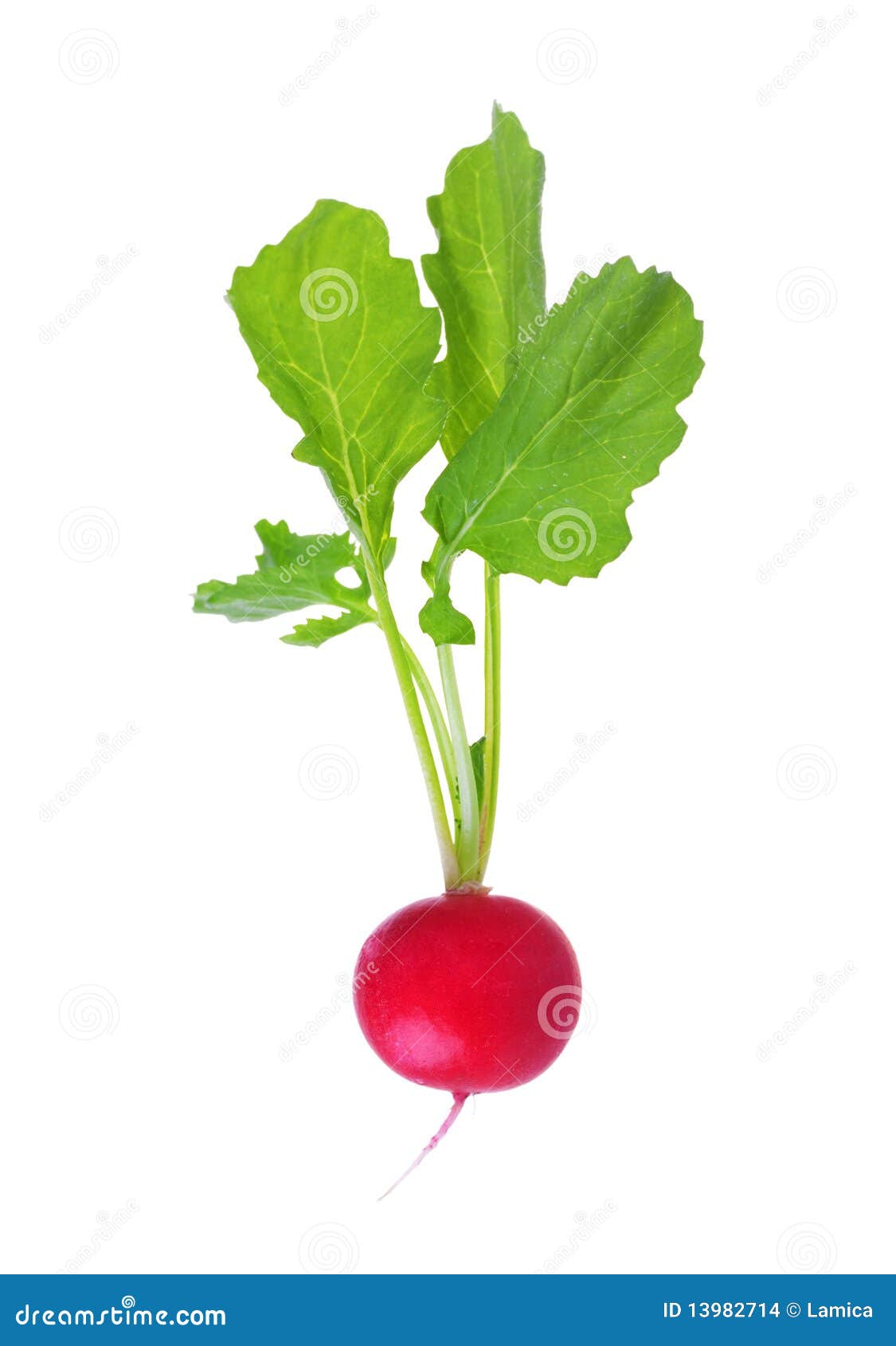 Fresh red radish stock photo. Image of vitamin, close - 13982714