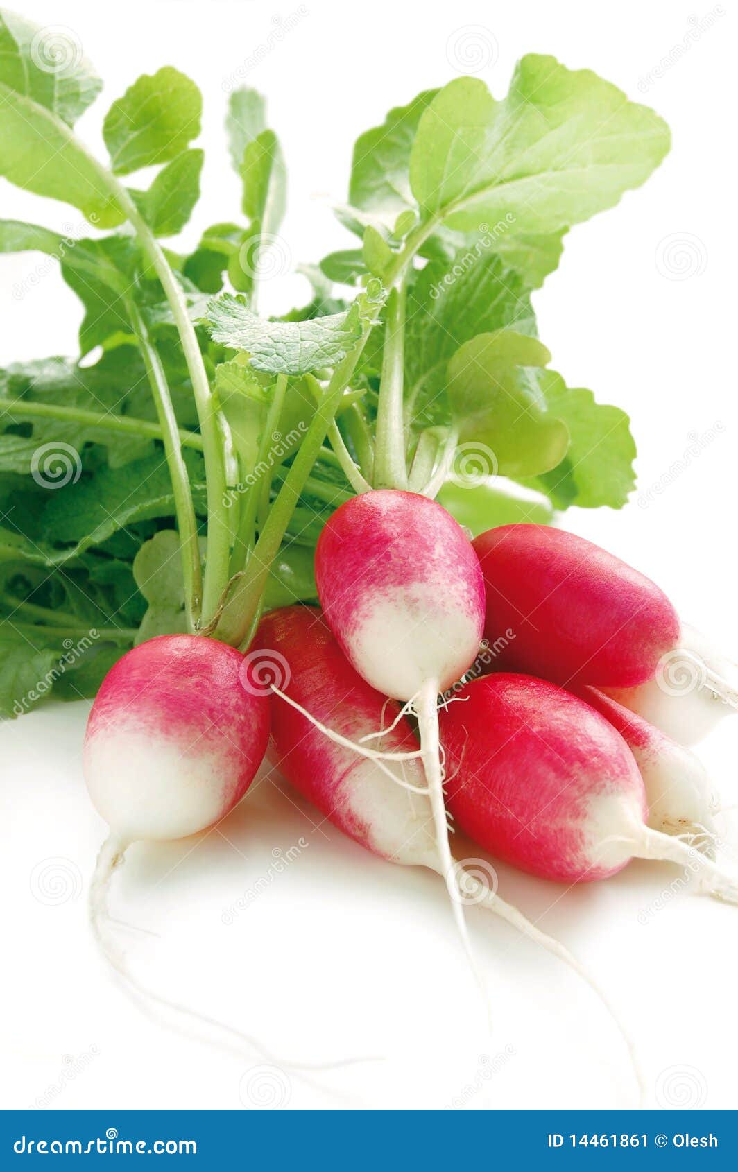 Fresh red radish stock image. Image of vegetable, freshness - 14461861