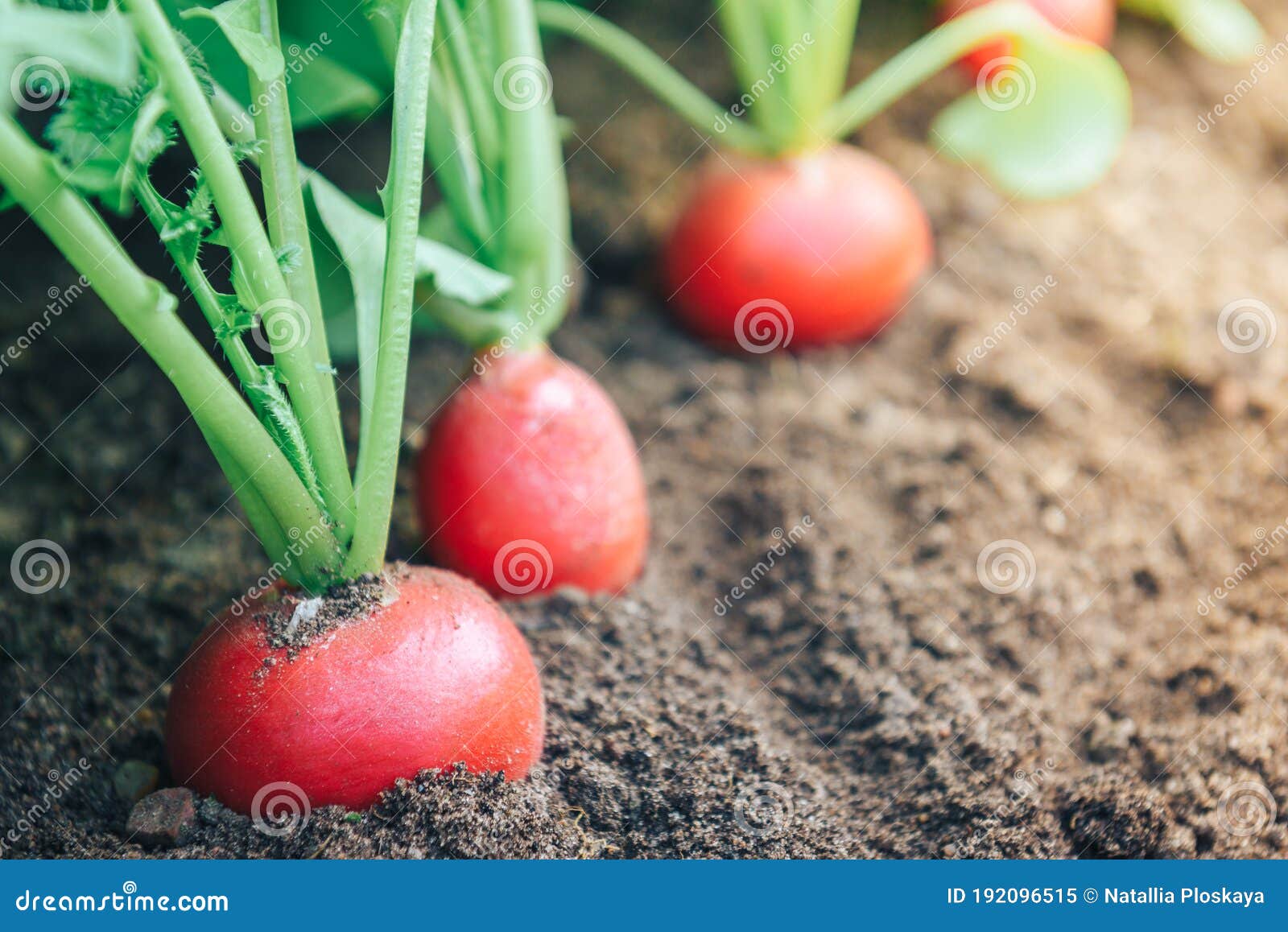 Fresh Red Radish on the Ground Stock Image - Image of agriculture, root ...