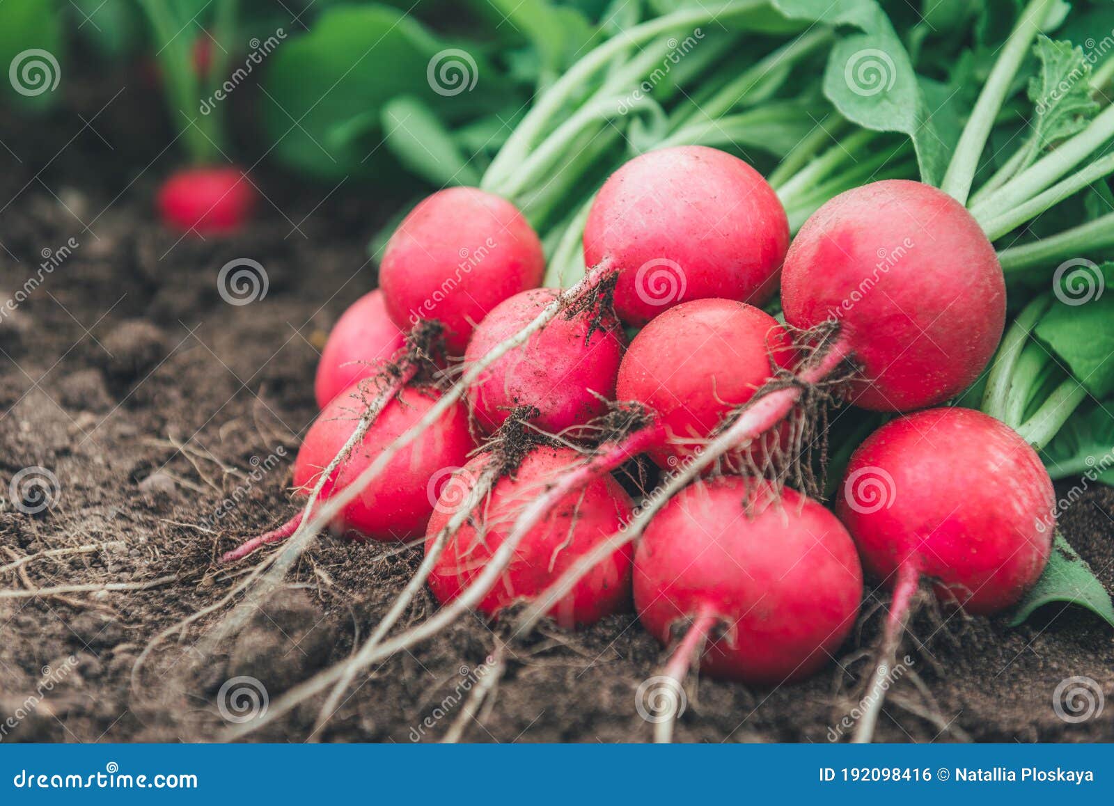 Fresh Red Radish on the Ground Stock Photo - Image of fresh ...