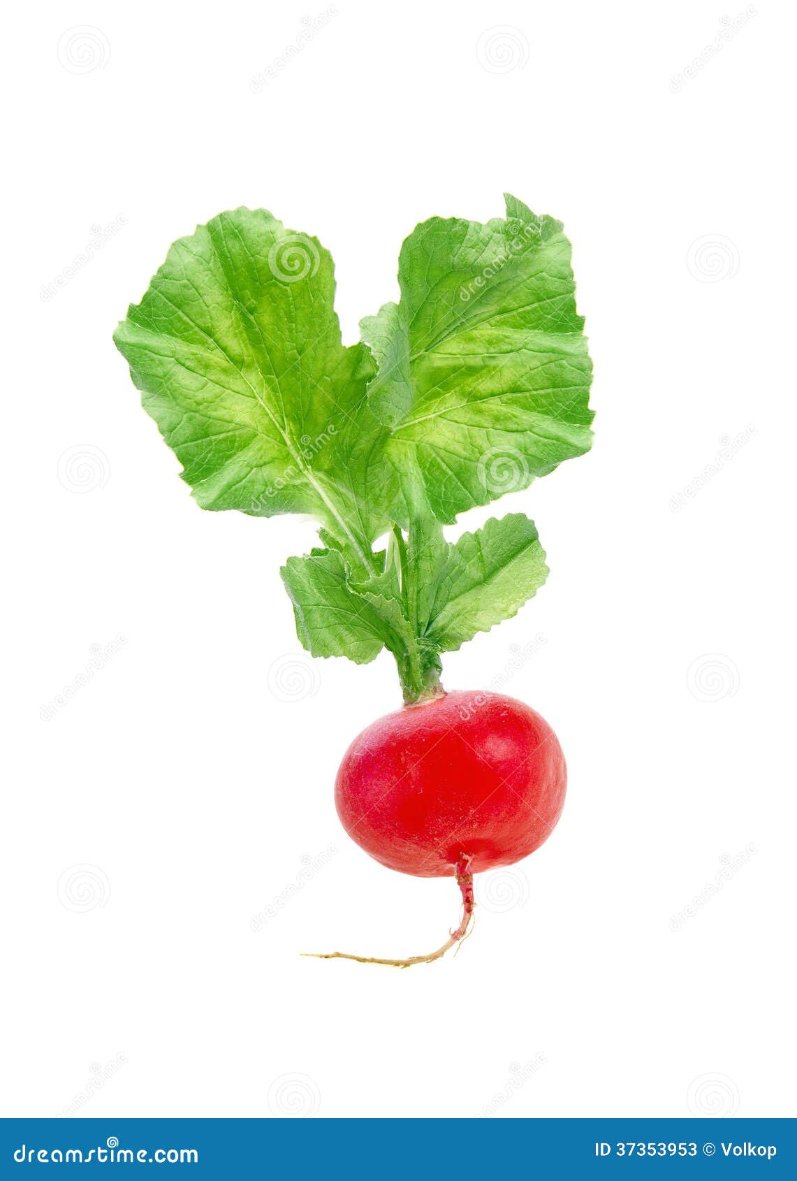 Fresh red radish isolated stock image. Image of organic - 37353953