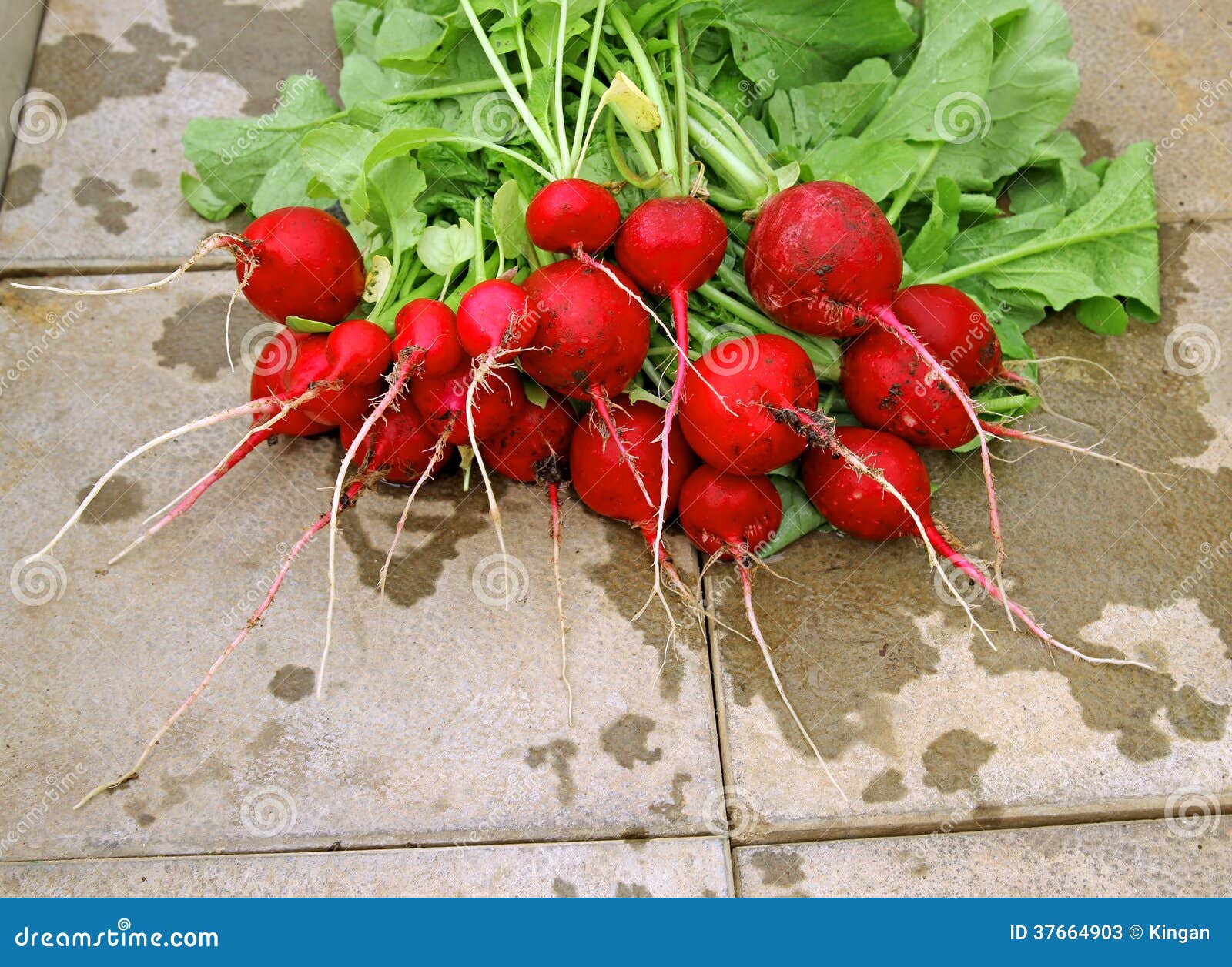 Fresh Red Radish with Leaves Stock Image - Image of vegetarian, grow ...