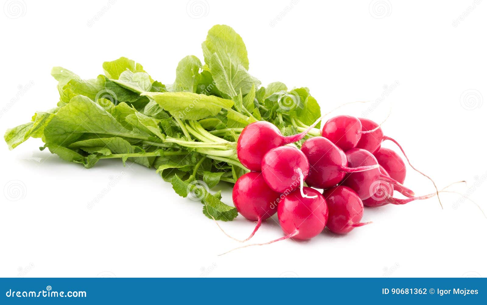 Fresh Red Radish with Leaves Isolated Stock Photo - Image of leaves ...
