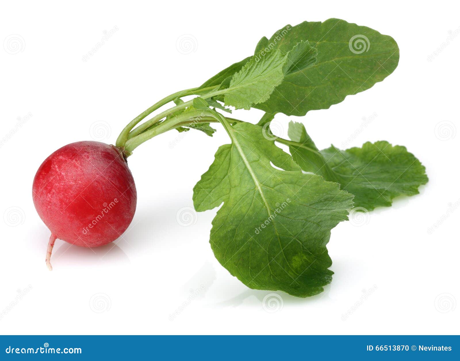Raw Radish Royalty-Free Stock Photography | CartoonDealer.com #70364531