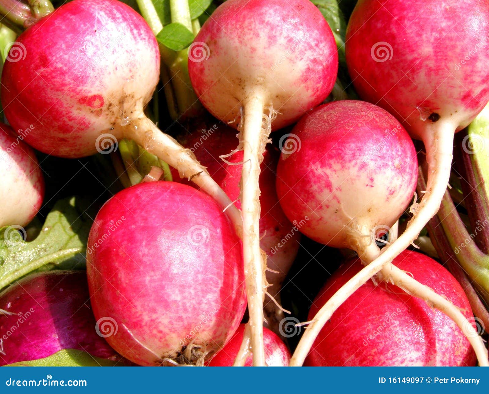 Fresh red radishes stock image. Image of abstract, garden - 16149097