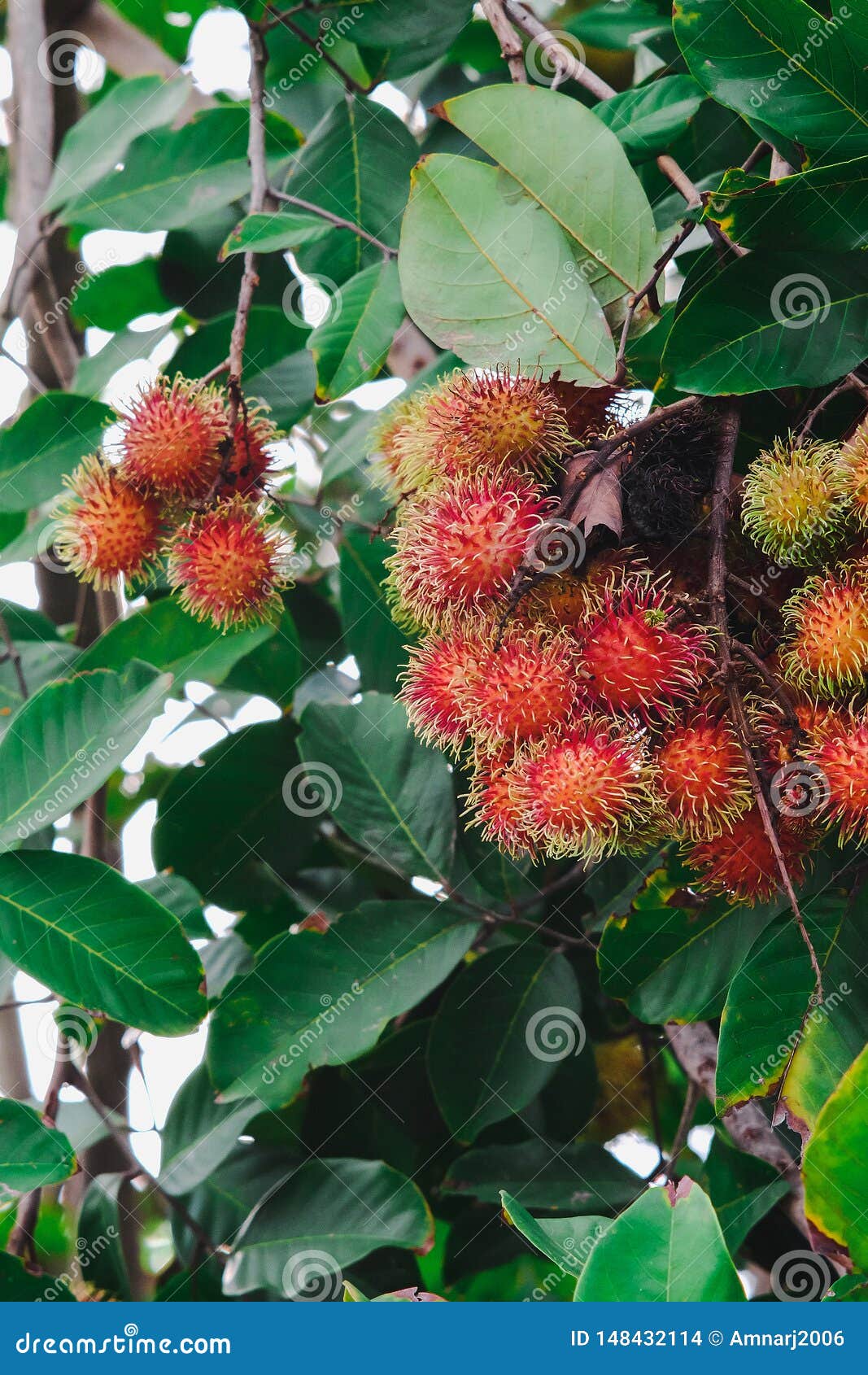 Fresh red rambutan on tree stock photo. Image of dessert - 148432114