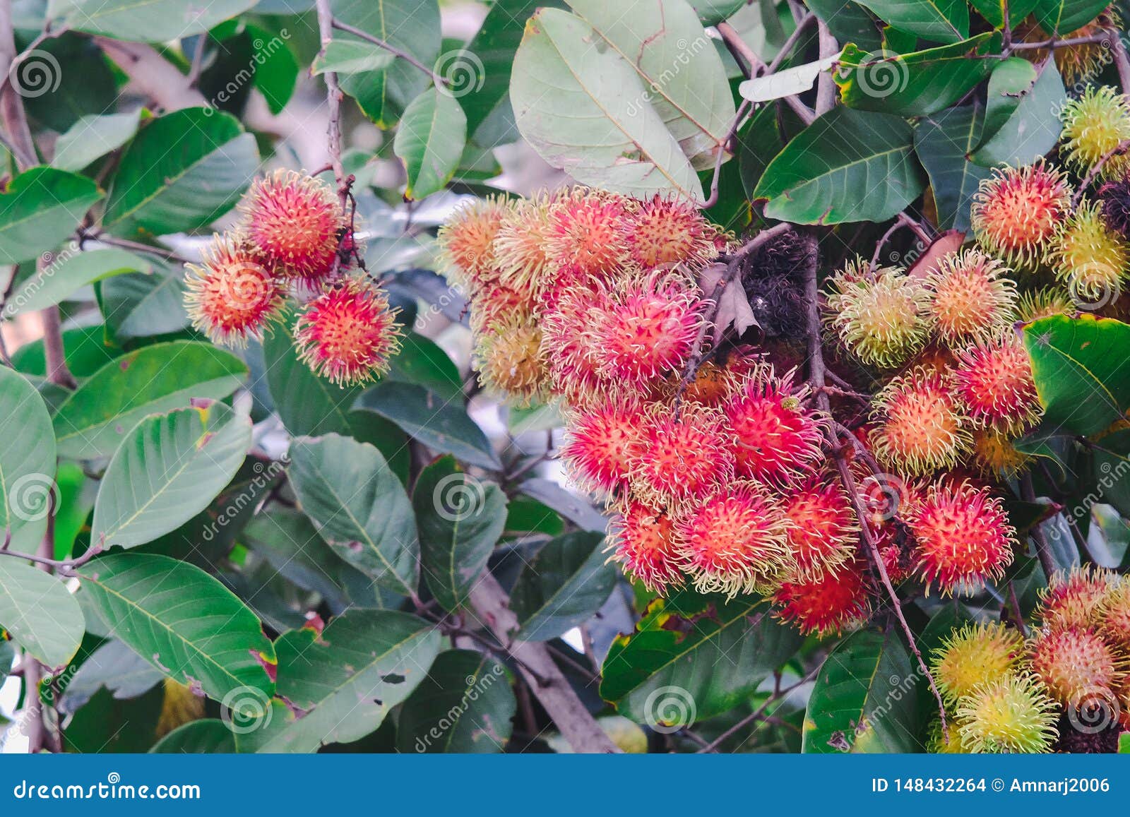 Fresh red rambutan on tree stock photo. Image of sweet - 148432264
