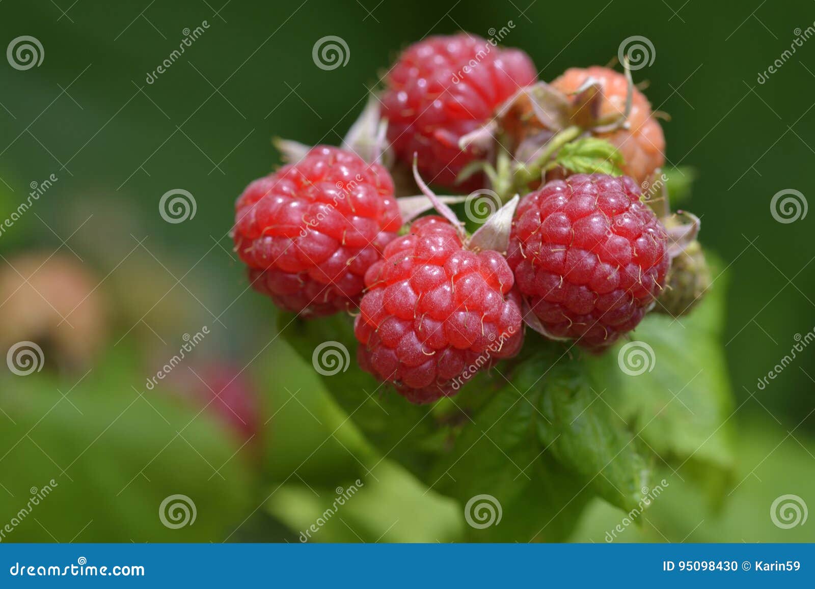 Fresh red raspberry stock photo. Image of nature, shrub - 95098430