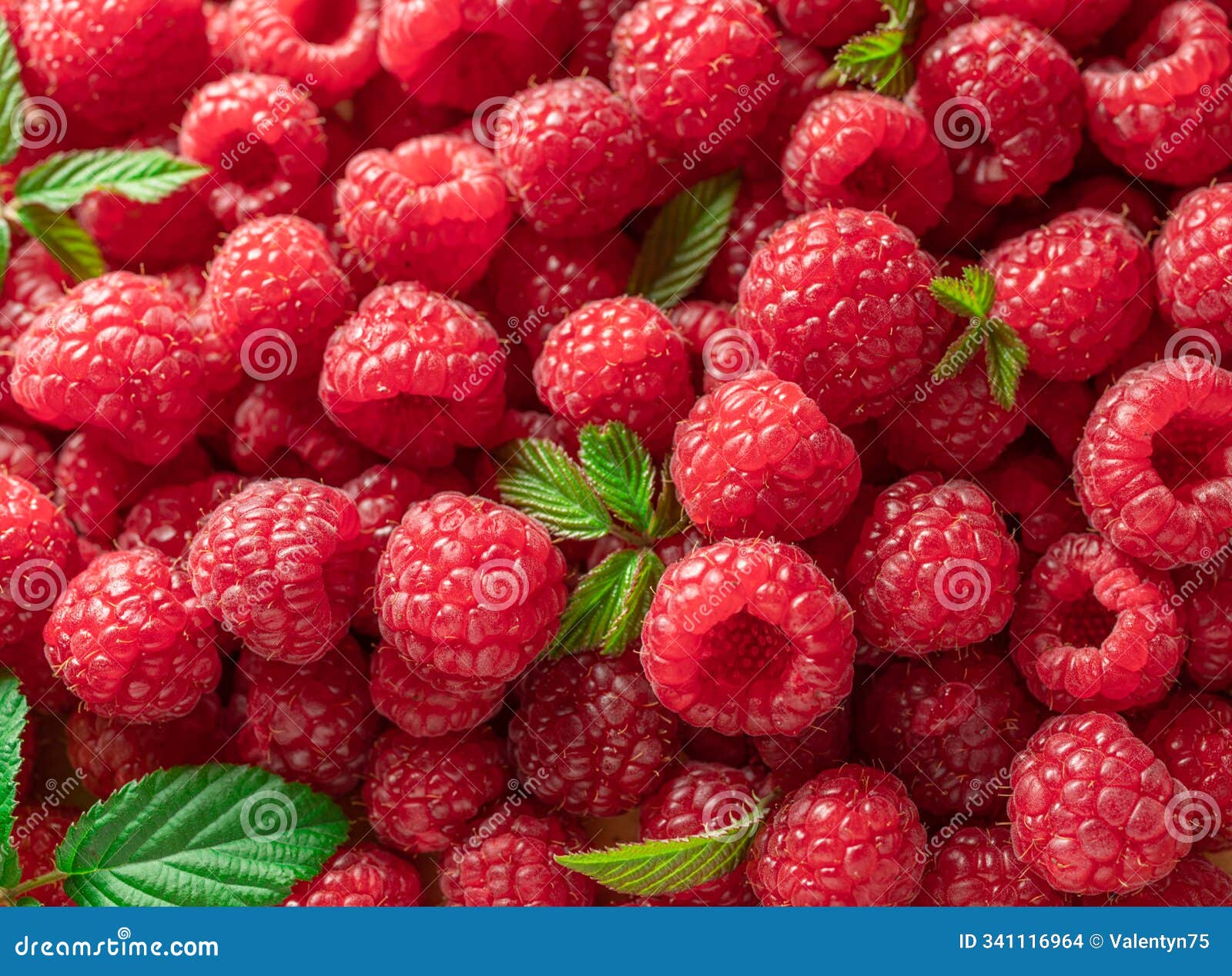 Ripe Raspberries With Foliage, Delicious Berries Close Up, Juice ...