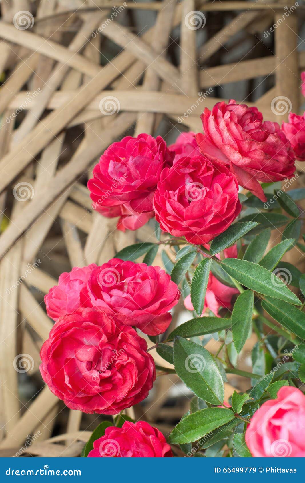 Red Rose Vintage Background Stock Images - Download 44,273 Royalty Free ...