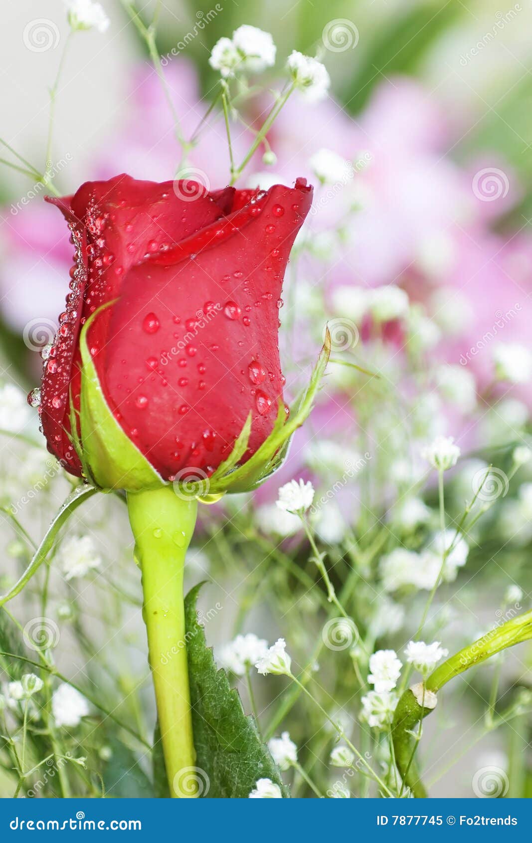 Fresh red rose bud stock image. Image of pattern, heart - 7877745