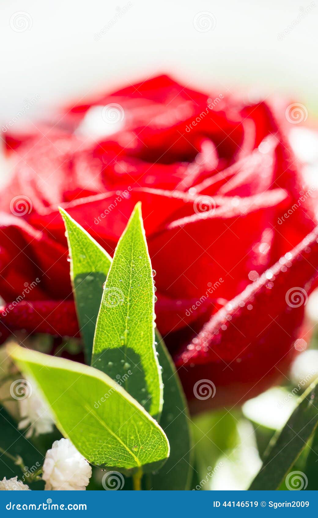Fresh Red Rose Flower with Dew Drops Stock Image - Image of rose, water ...