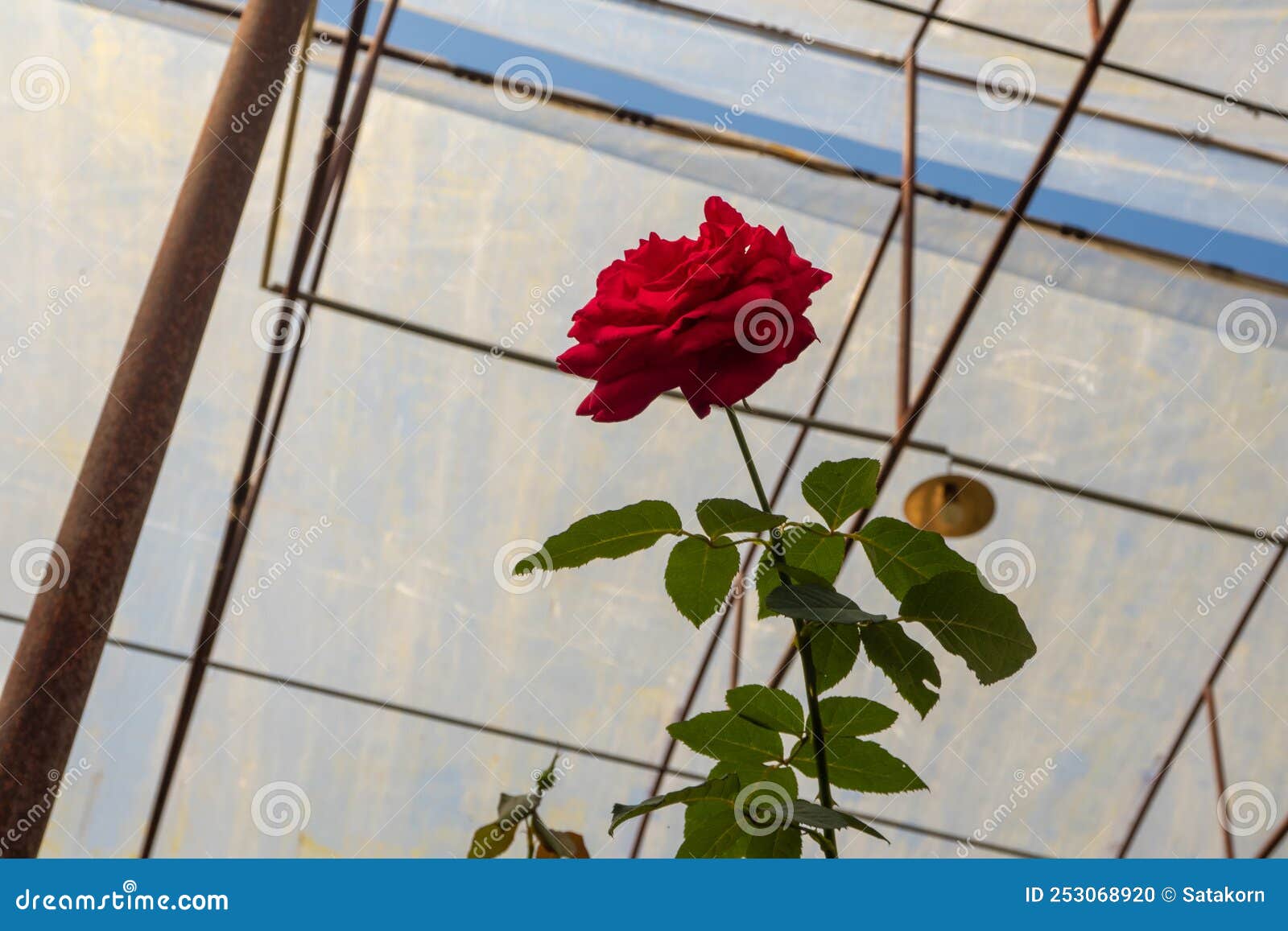 Fresh Red Rose in Flower Greenhouse Stock Photo - Image of rose ...