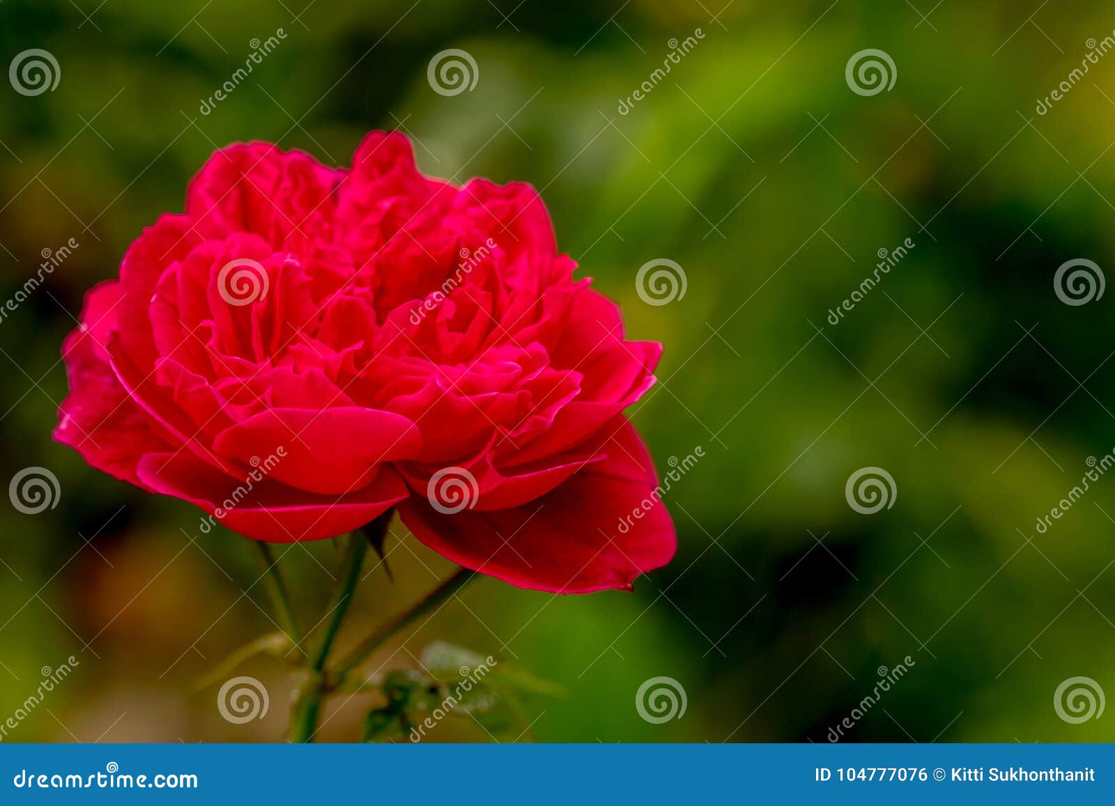 Red rose in garden stock photo. Image of macro, love - 104777076