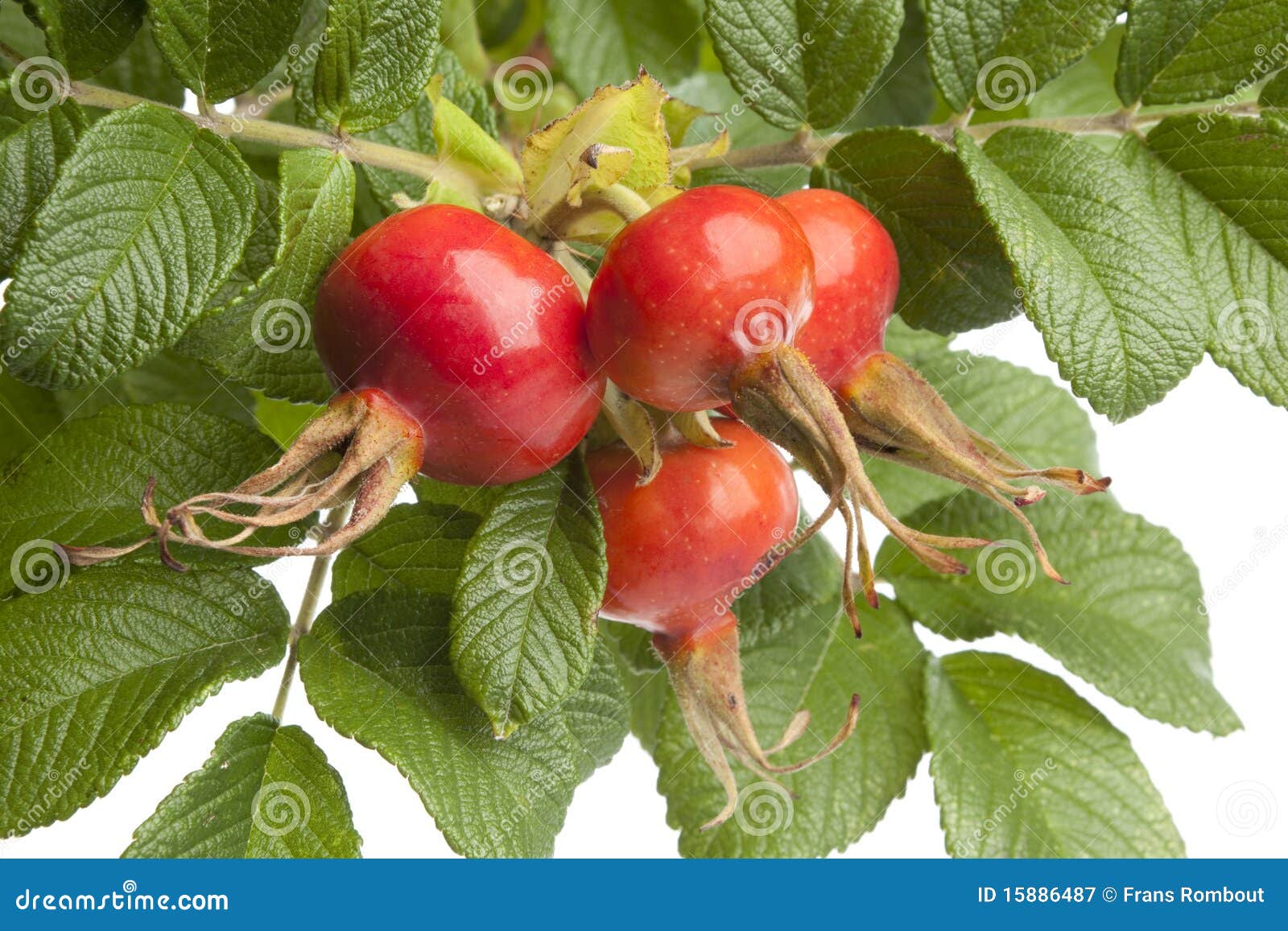 Fresh Red Rose Hips and Leaves Stock Image - Image of horizontal ...