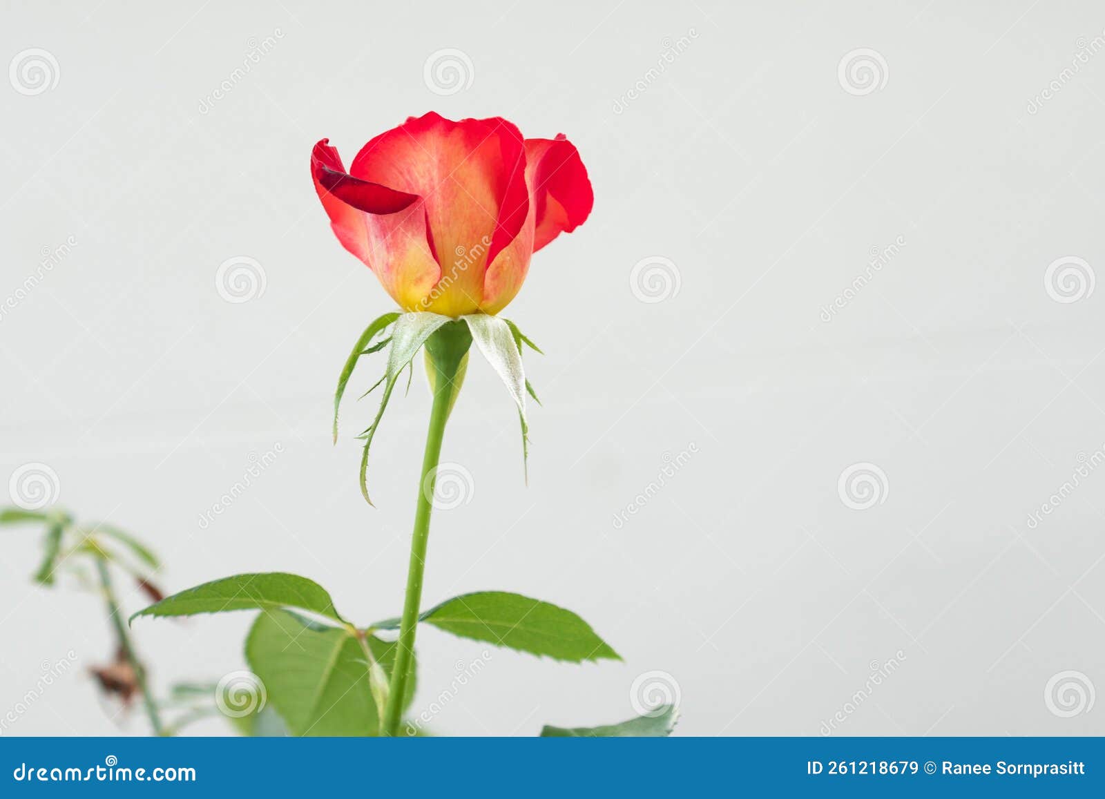 Fresh red rose isolated stock image. Image of bunch - 261218679