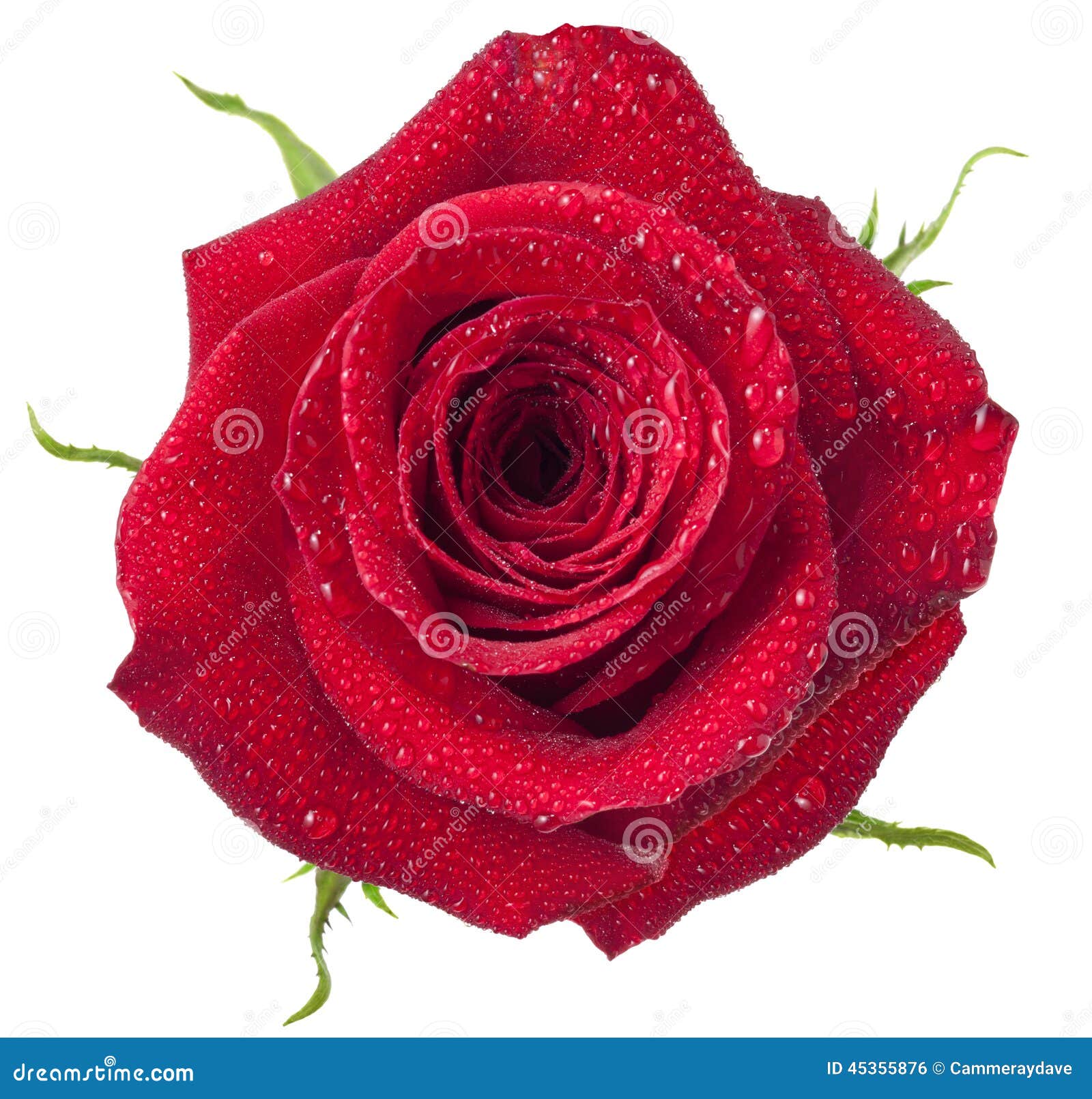 Fresh Red Rose Flower Isolated Stock Photo - Image of drops, front ...