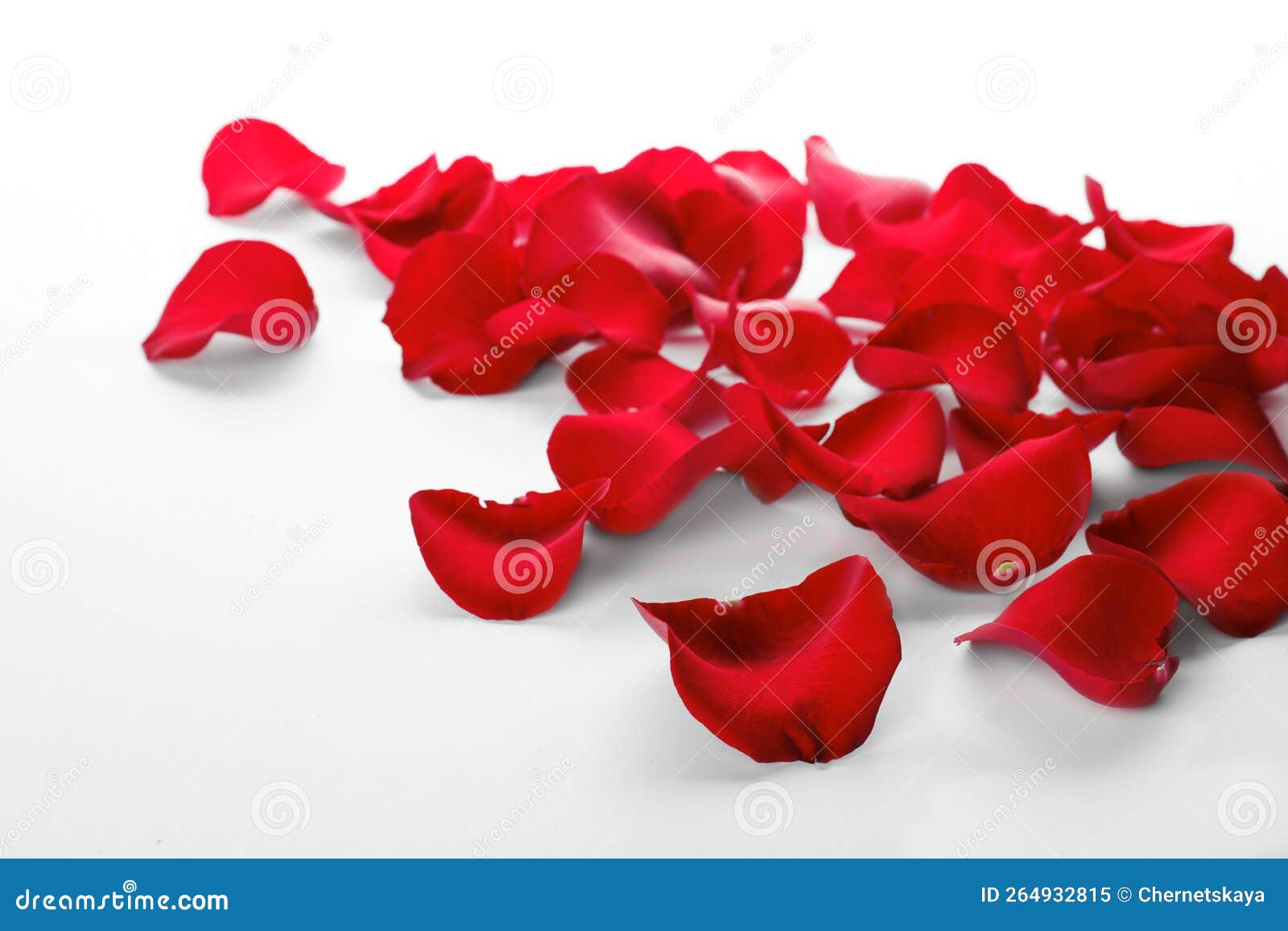 Fresh Red Rose Petals on White Background Stock Image - Image of beauty ...