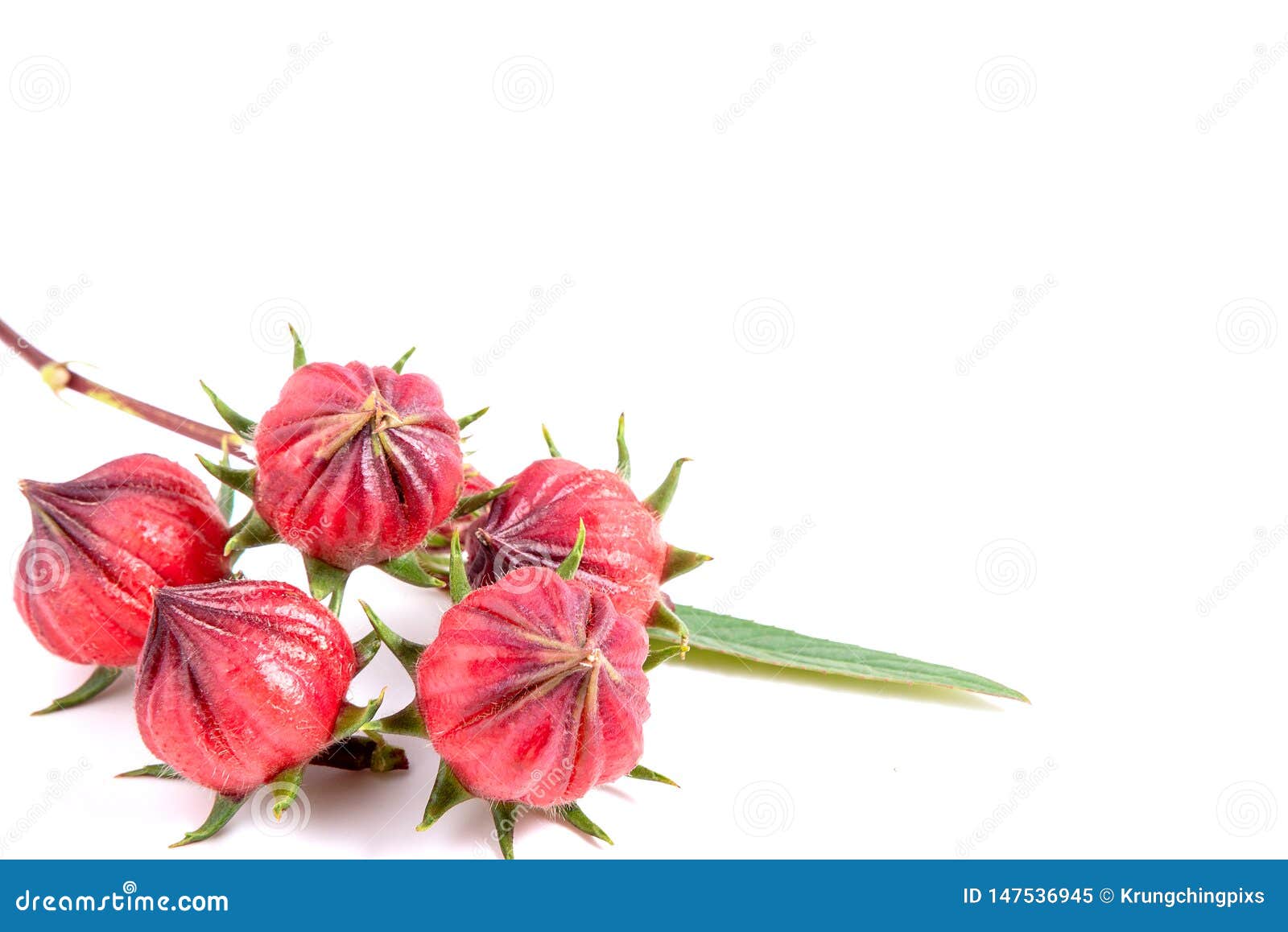 Fresh red roselle fruit. stock image. Image of leaves - 147536945