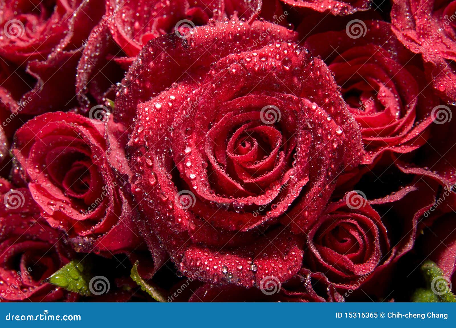 Fresh red roses stock image. Image of droplet, fresh - 15316365