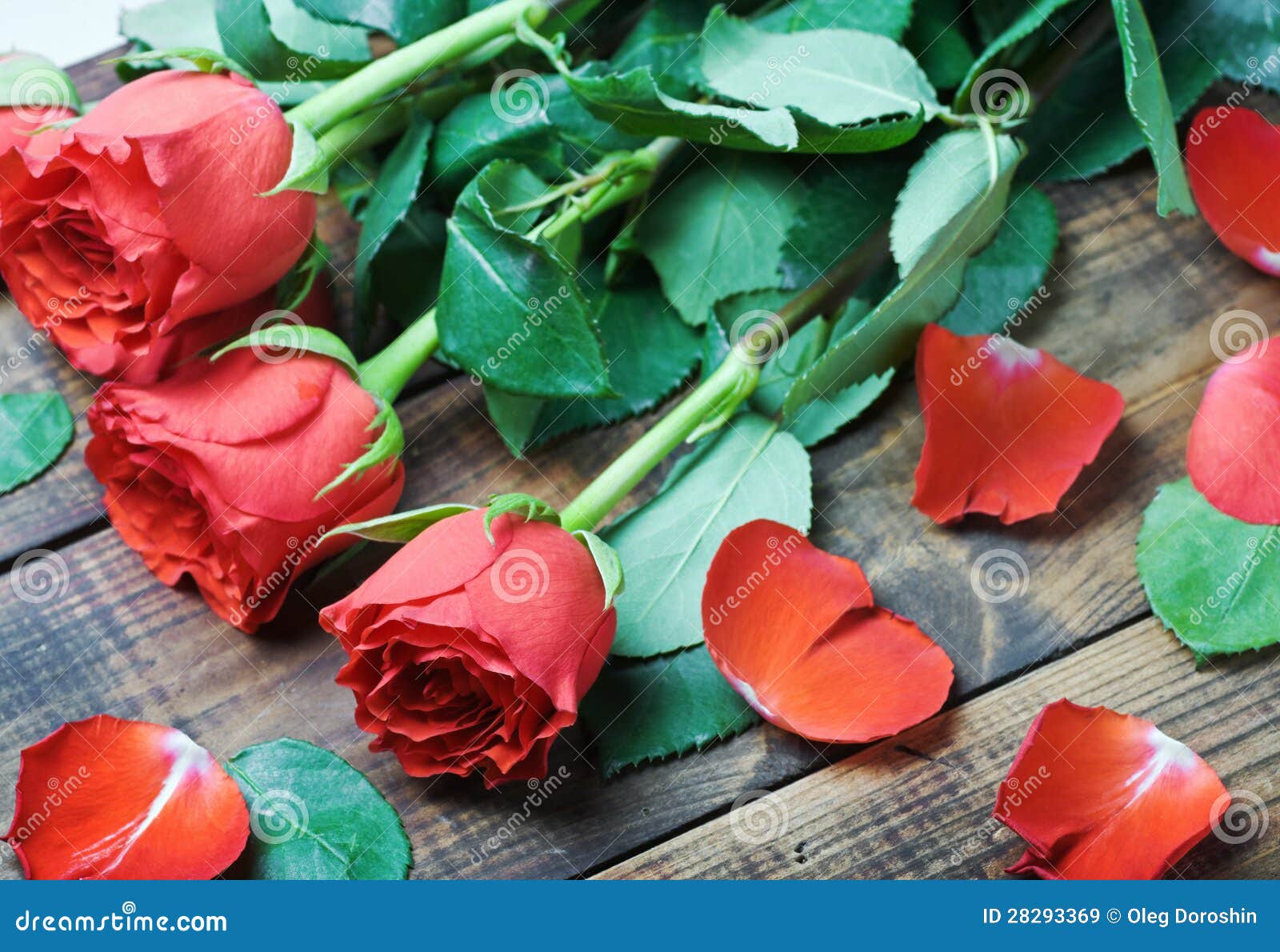 Fresh red roses stock image. Image of love, celebration - 28293369