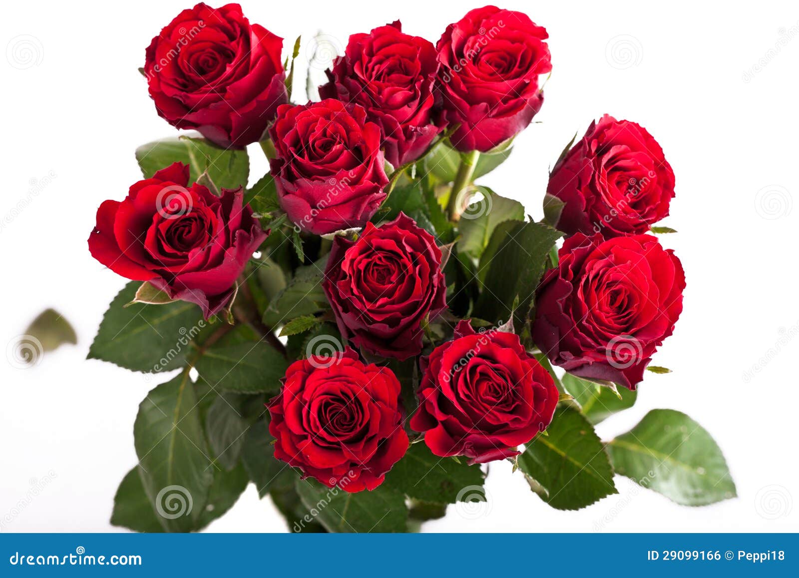 Fresh red roses stock photo. Image of life, message, fourteen - 29099166